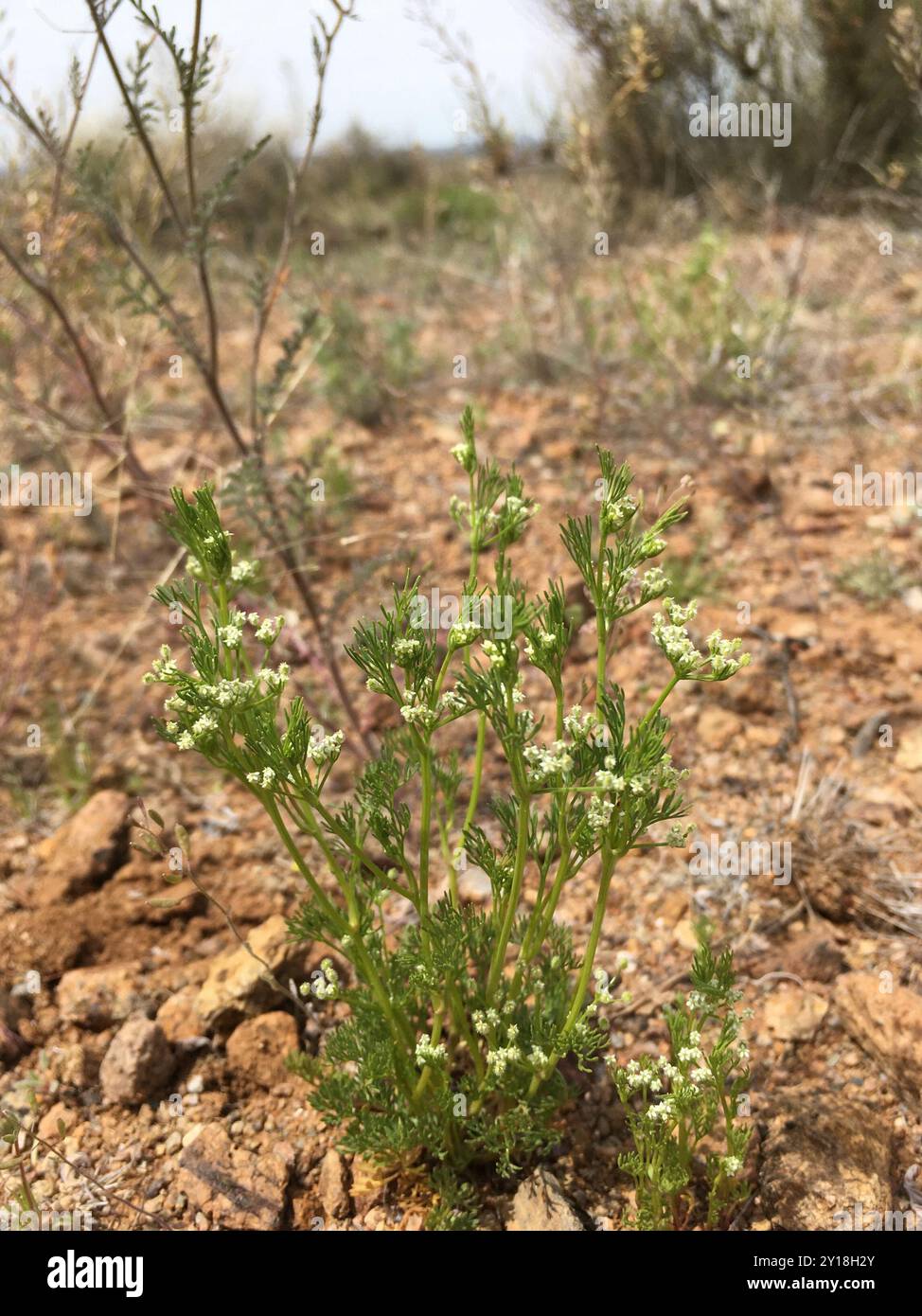 western bristly scaleseed (Spermolepis lateriflora) Plantae Stock Photo ...