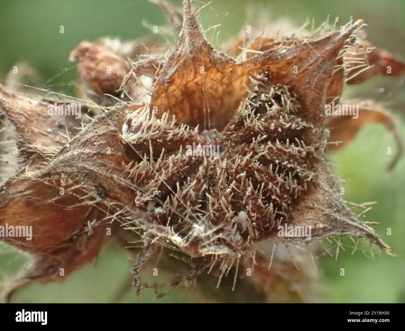 three-lobe false mallow (Malvastrum coromandelianum) Plantae Stock ...
