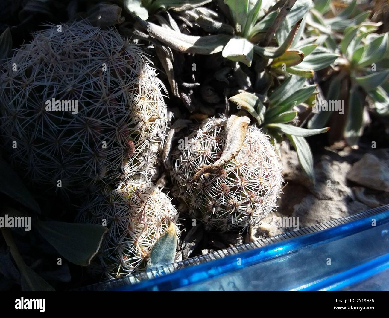 Spinystar (Escobaria vivipara) Plantae Stock Photo - Alamy