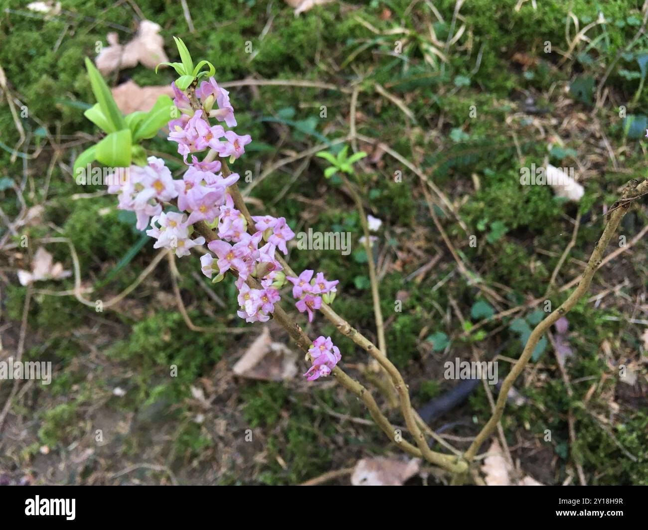 Mezereon (Daphne mezereum) Plantae Stock Photo - Alamy