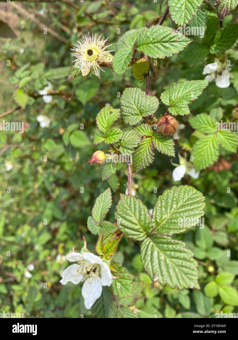 Hirsute raspberry hi-res stock photography and images - Alamy