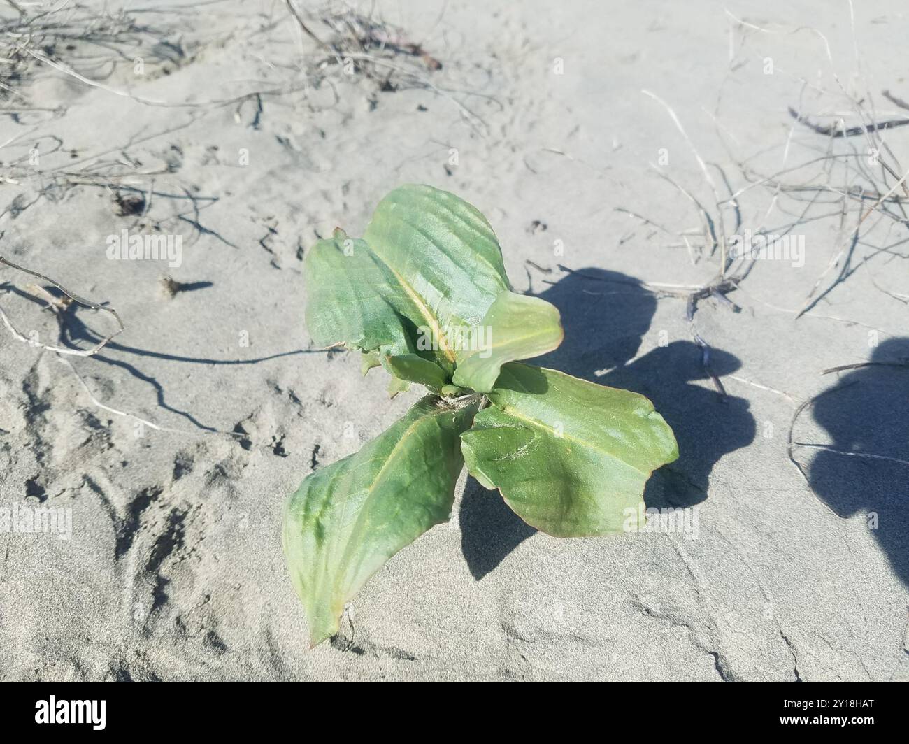 winged dock (Rumex venosus) Plantae Stock Photo - Alamy