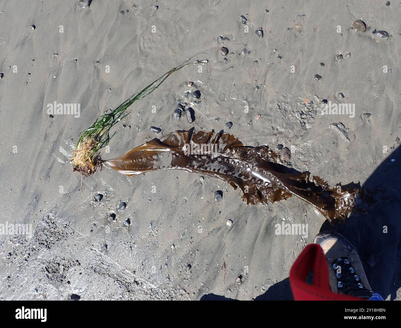 Seagrasses (Zosteraceae) Plantae Stock Photo - Alamy