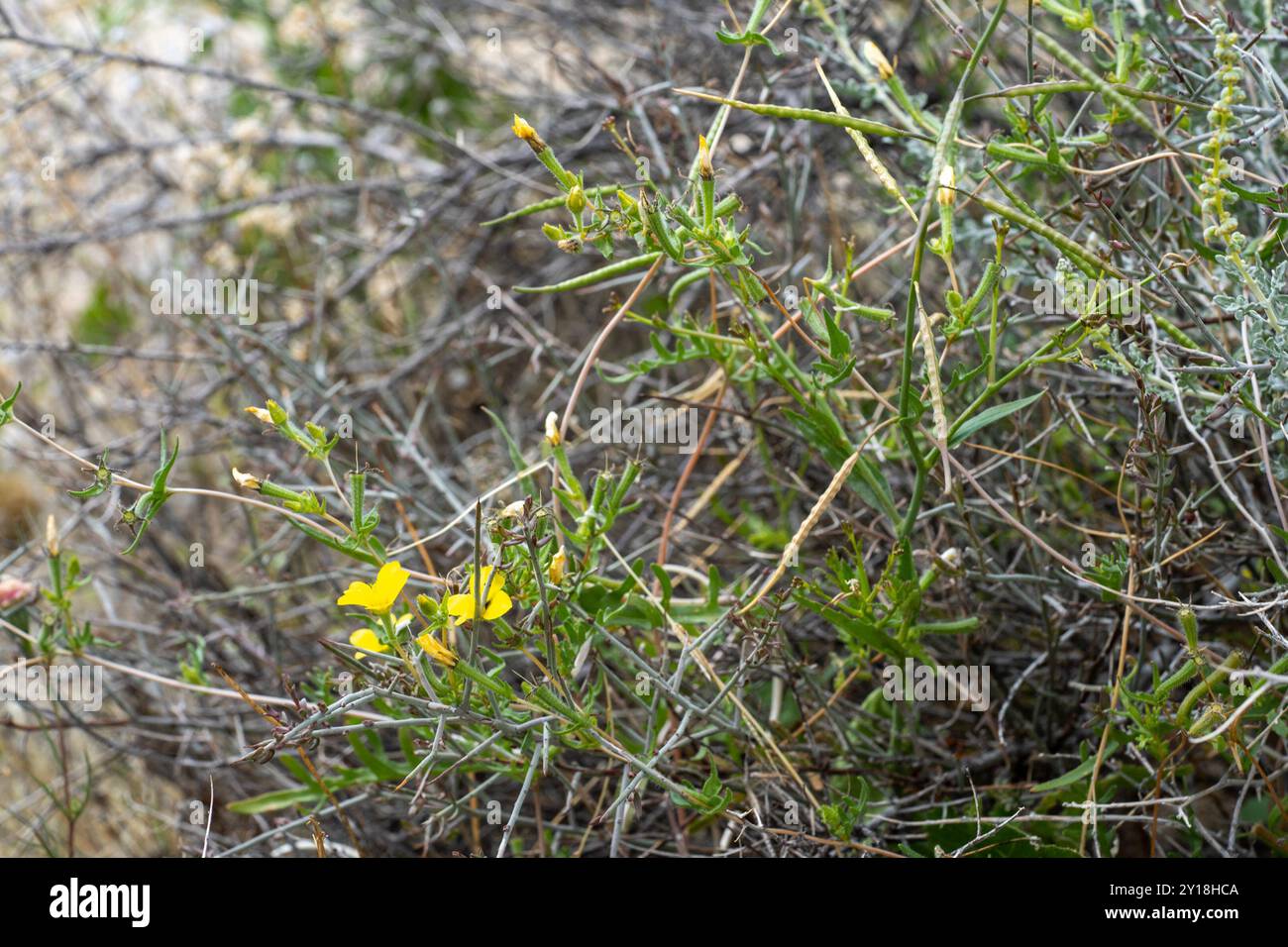 Blazingstars (Mentzelia) Plantae Stock Photo - Alamy