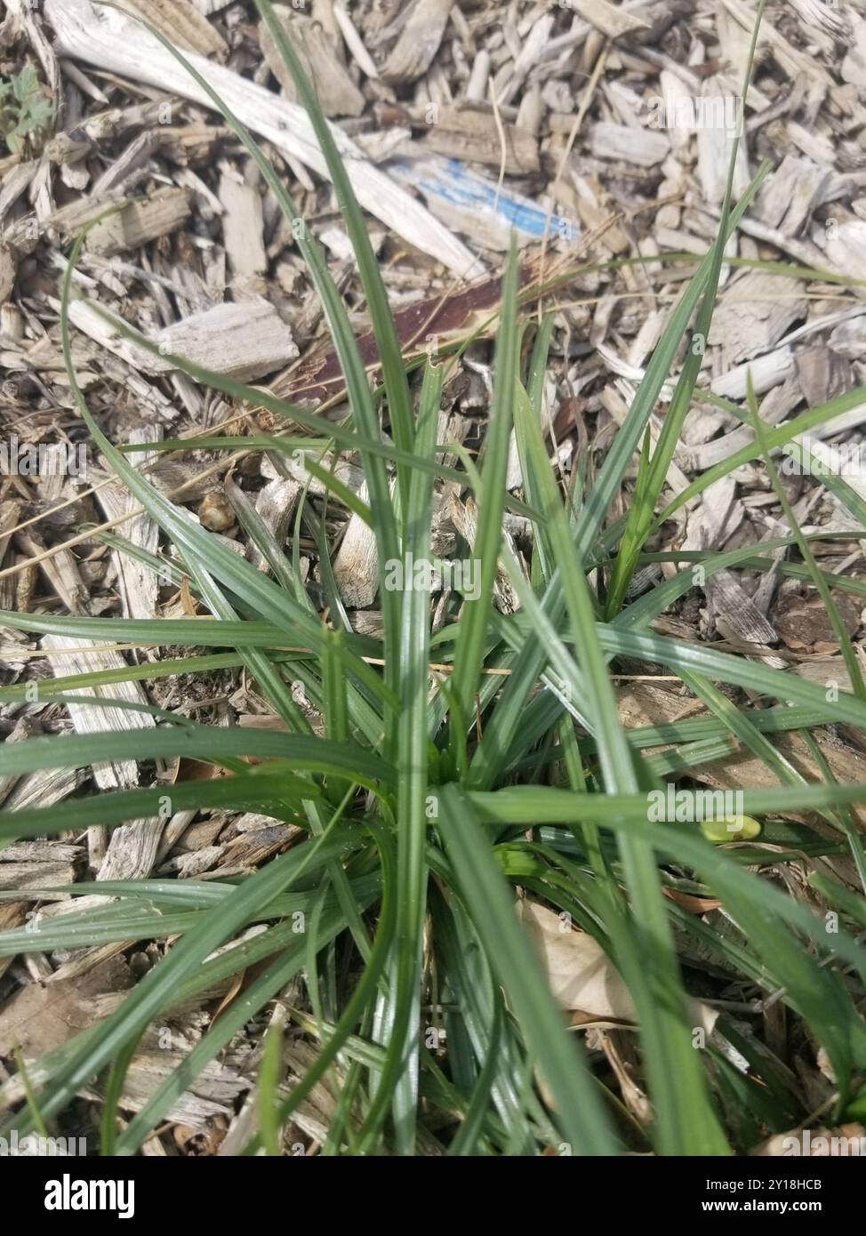 Purple nutsedge (Cyperus rotundus) Plantae Stock Photo - Alamy