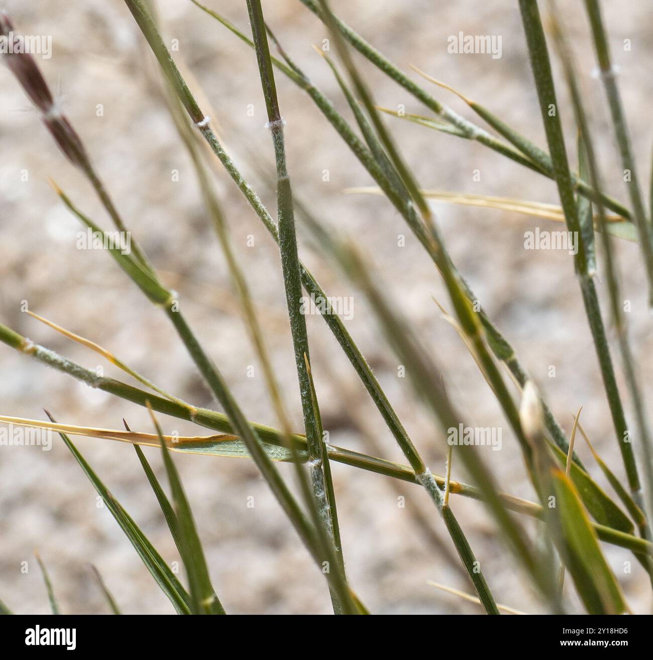 Big Galleta (Hilaria rigida) Plantae Stock Photo - Alamy