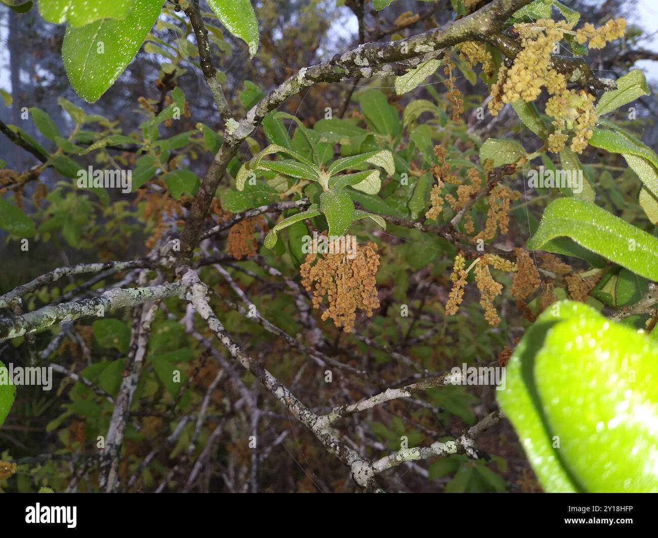 Chapman's Oak (Quercus chapmanii) Plantae Stock Photo - Alamy