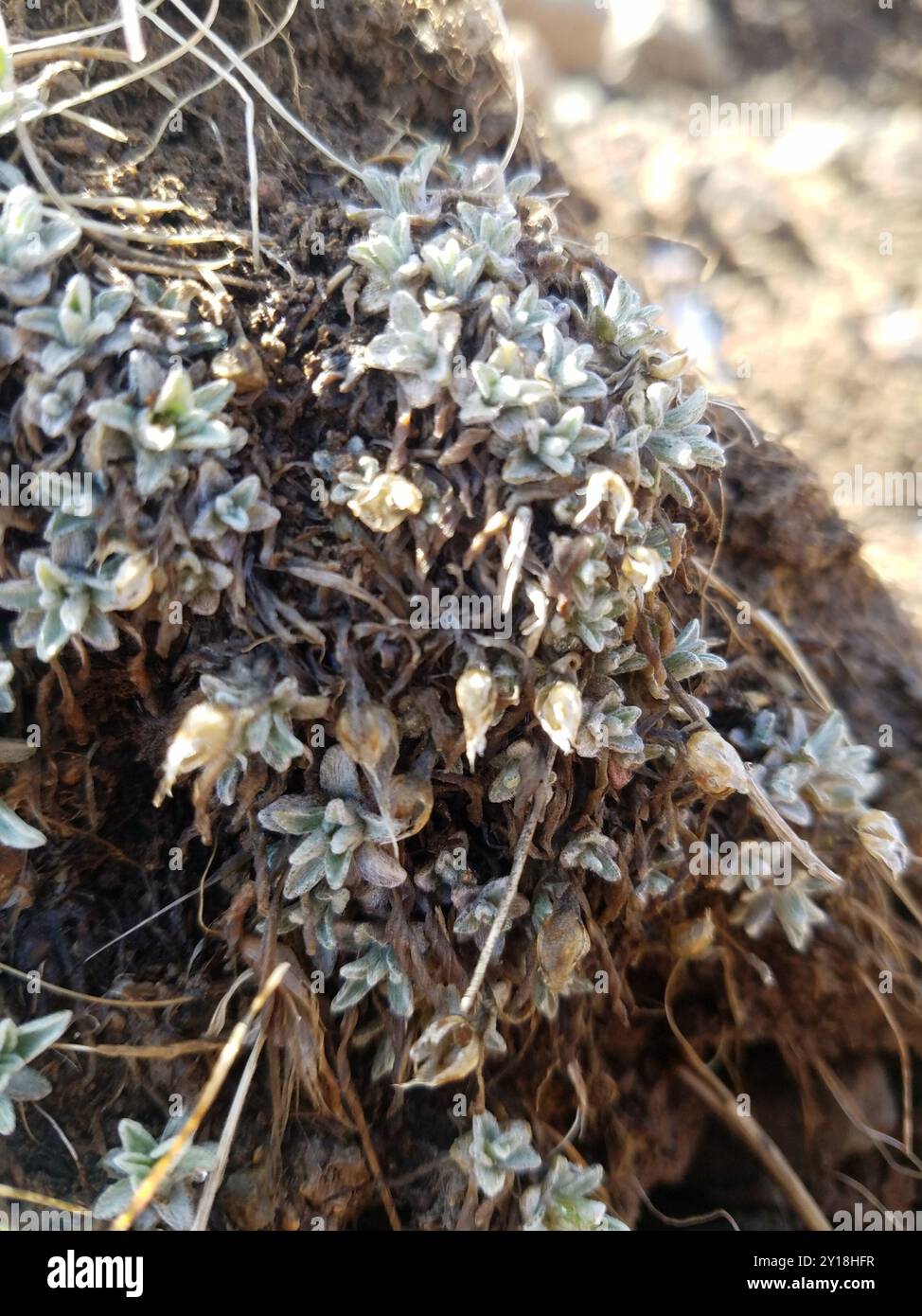 Low Pussytoes (Antennaria dimorpha) Plantae Stock Photo - Alamy