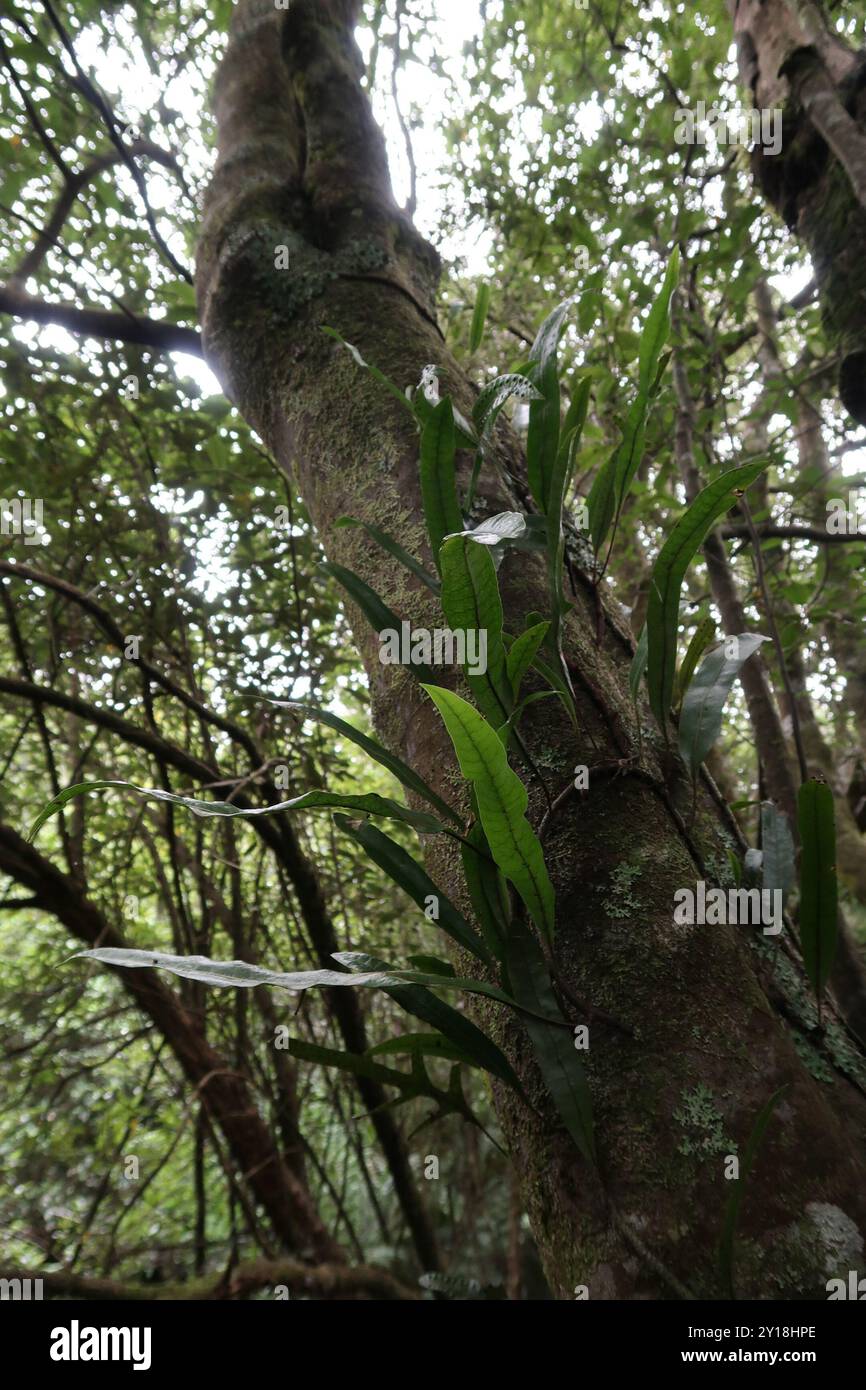 Kangaroo Fern (Microsorum pustulatum pustulatum) Plantae Stock Photo ...