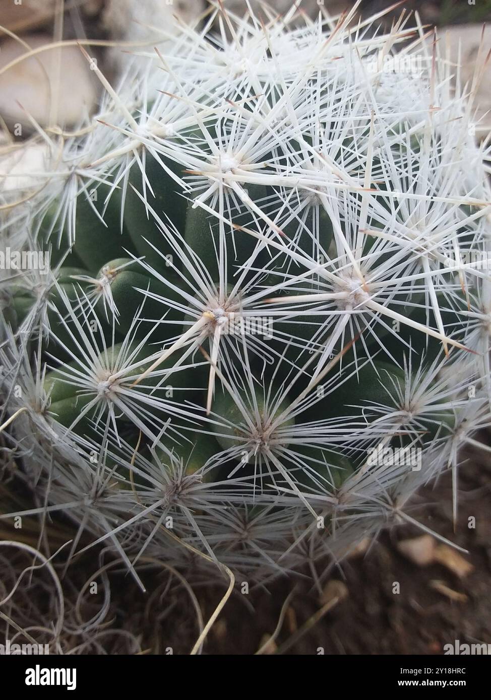 Spinystar (Escobaria vivipara) Plantae Stock Photo - Alamy
