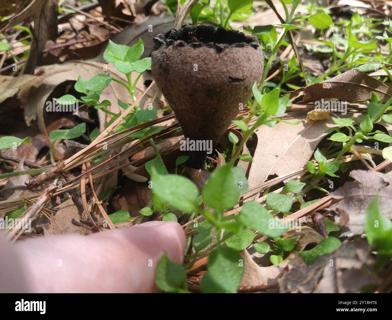 devil's urn (Urnula craterium) Fungi Stock Photo - Alamy