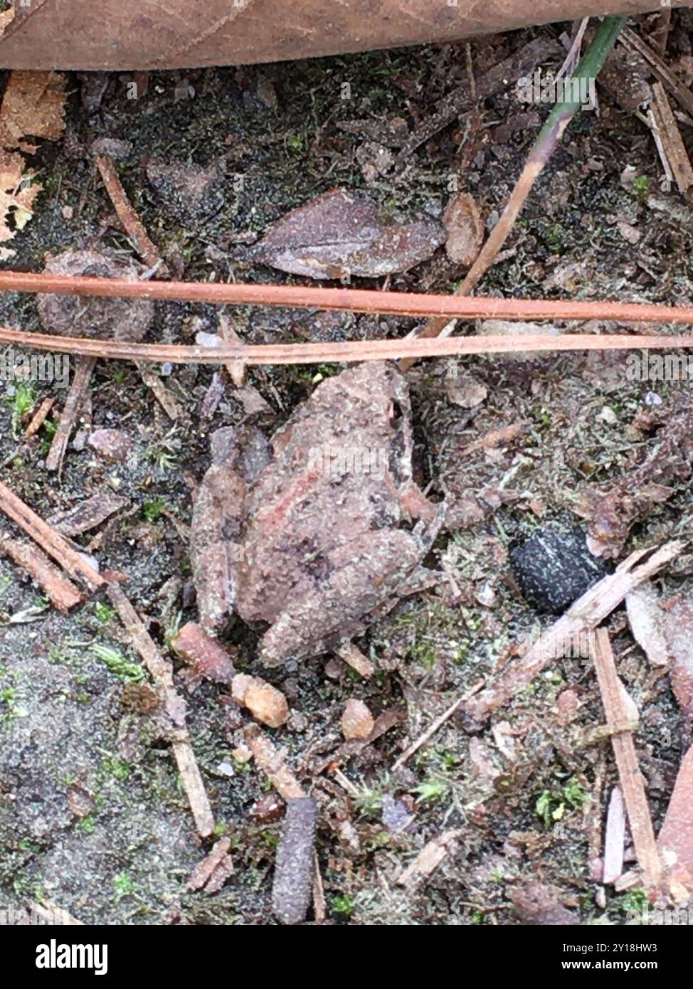 Northern Cricket Frog (Acris crepitans) Amphibia Stock Photo - Alamy