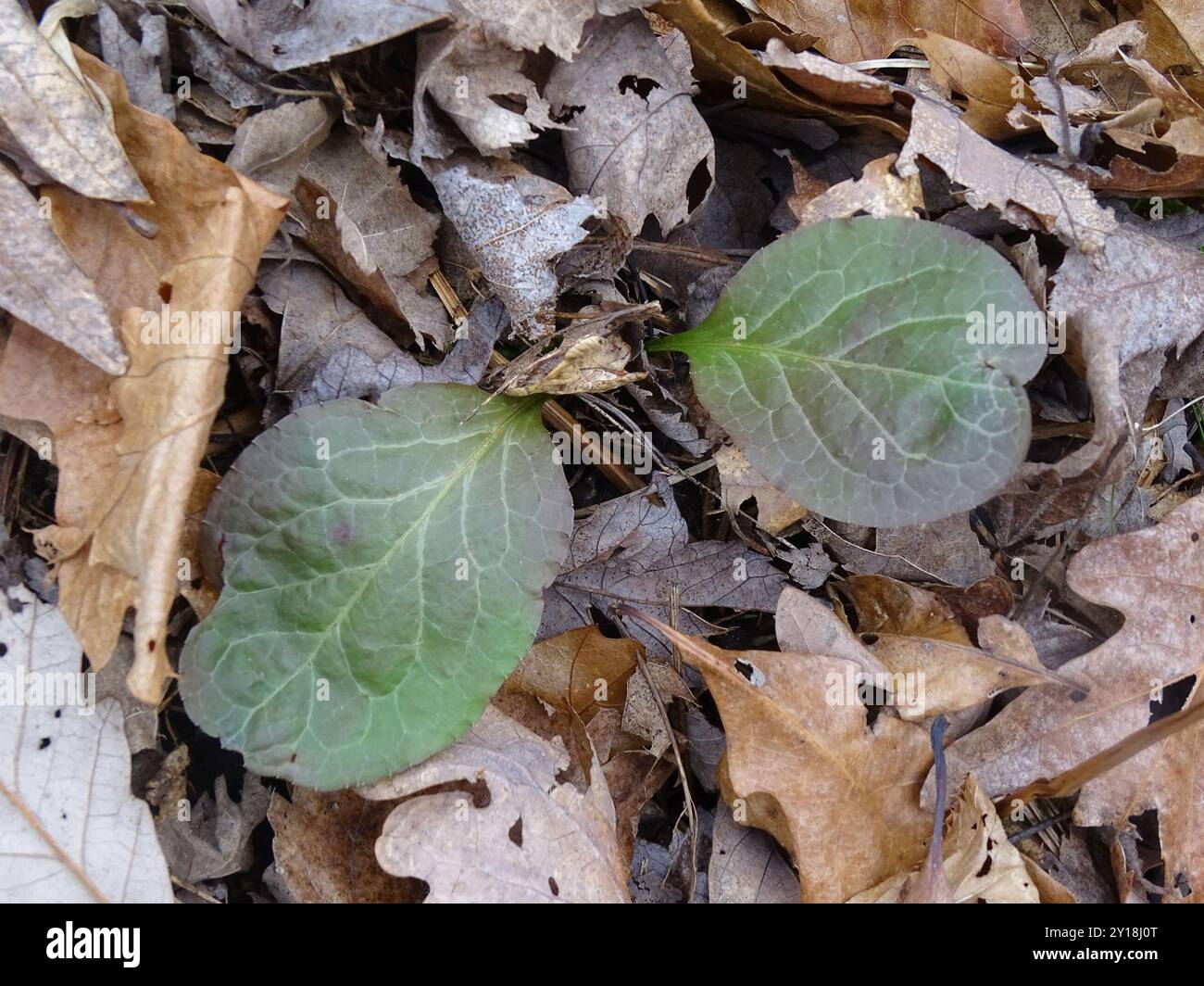 shinleaf (Pyrola elliptica) Plantae Stock Photo - Alamy
