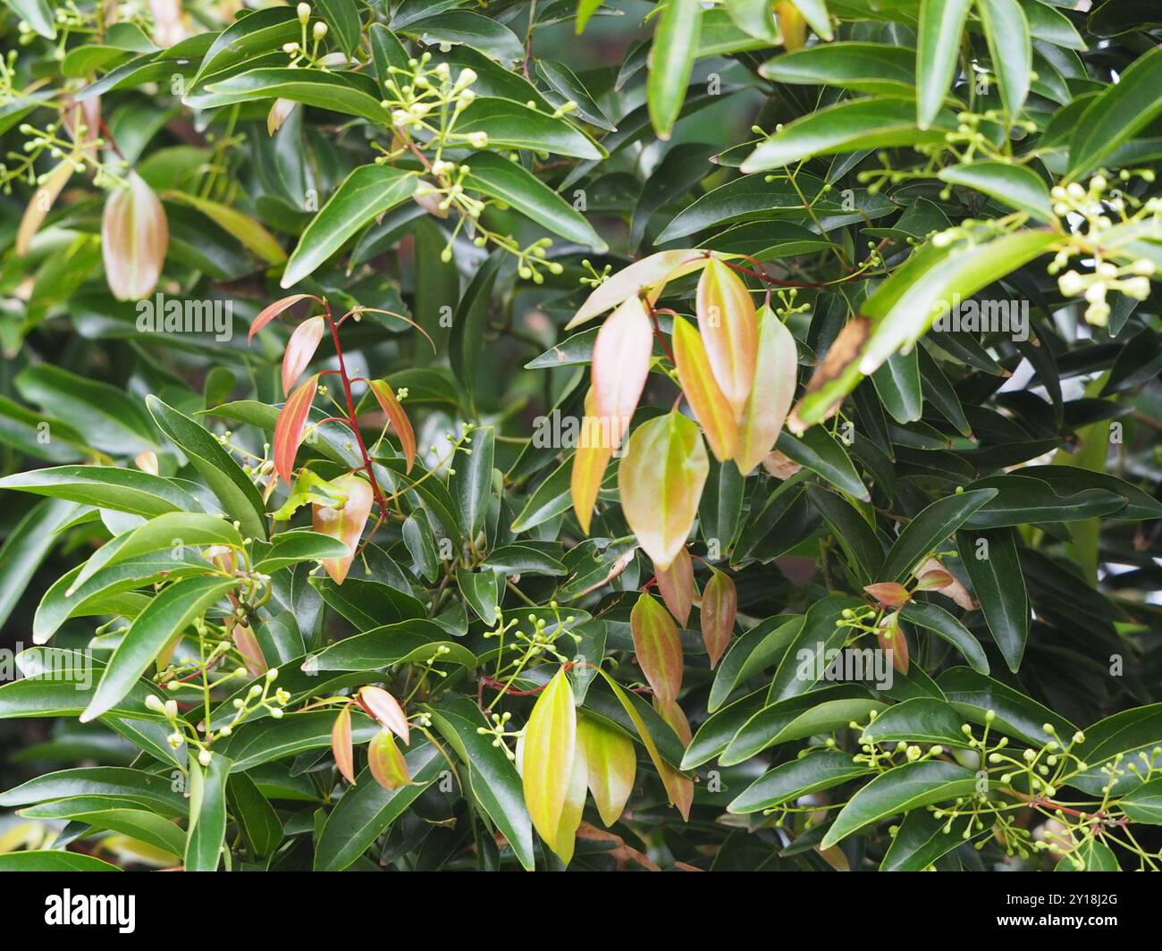 Cinnamon tree (Cinnamomum burmanni) Plantae Stock Photo - Alamy
