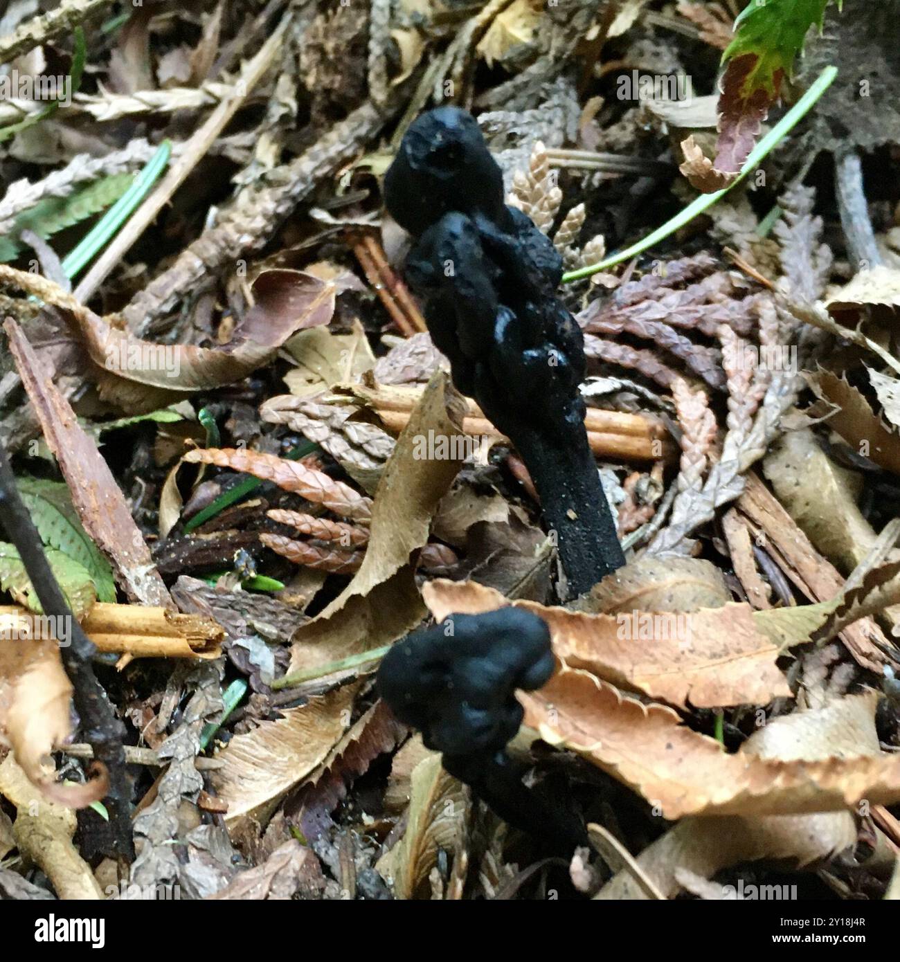 Earth Tongues (Geoglossum) Fungi Stock Photo - Alamy