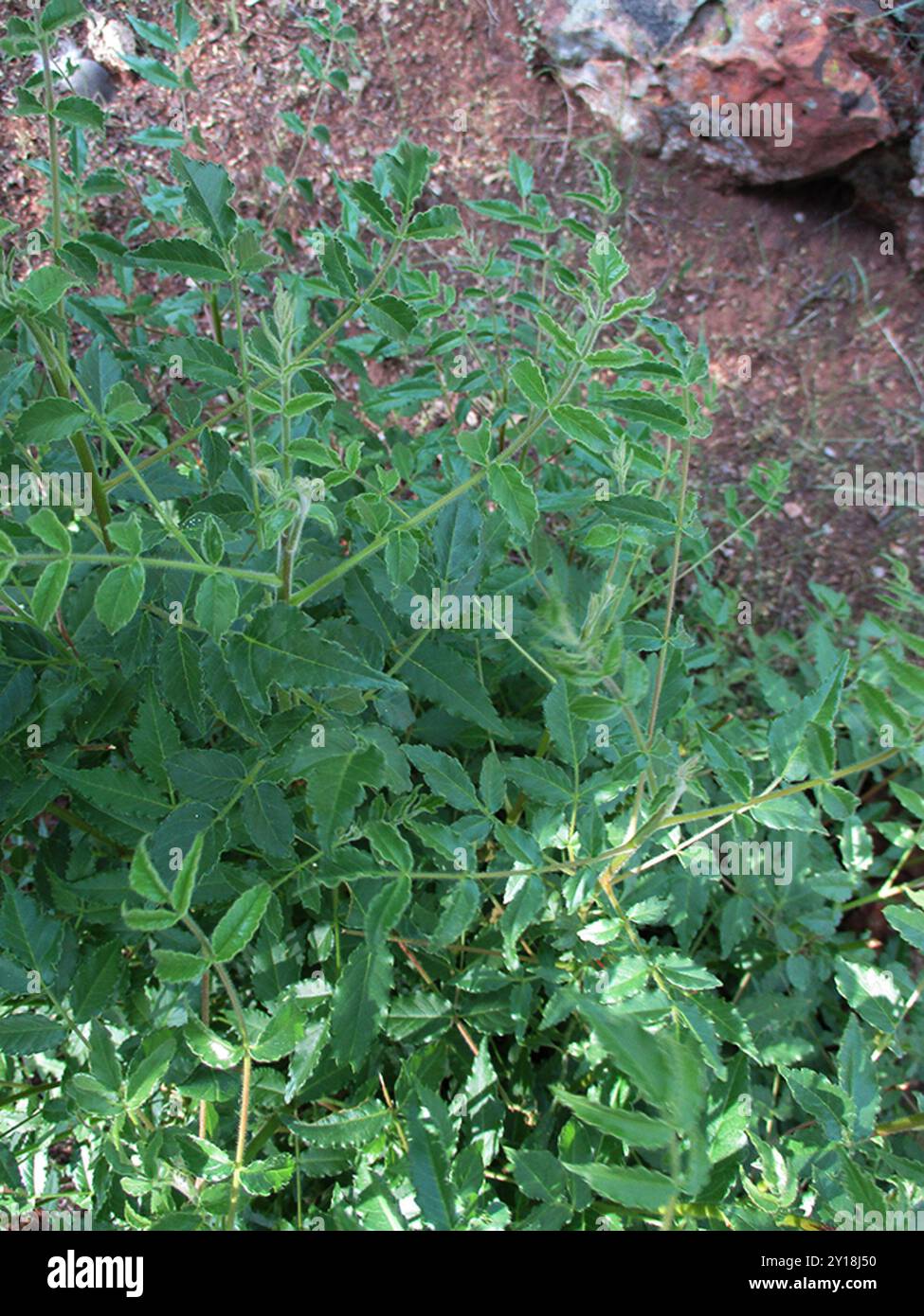 Kirkia (Kirkia acuminata) Plantae Stock Photo - Alamy