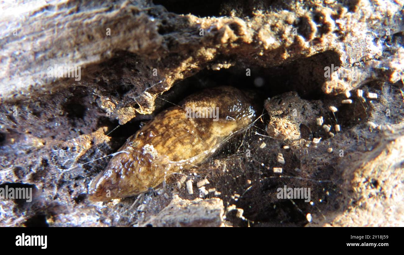 Milky Slug (Deroceras reticulatum) Mollusca Stock Photo - Alamy