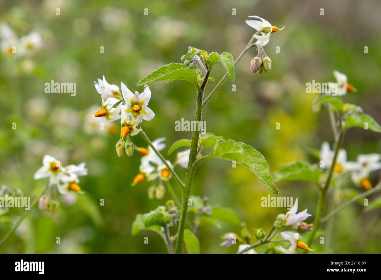 greenspot nightshade (Solanum douglasii) Plantae Stock Photo - Alamy