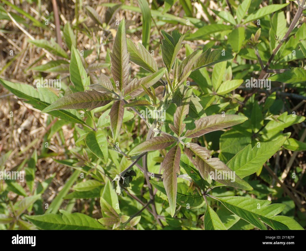 Five-leaved chaste tree (Vitex negundo) Plantae Stock Photo - Alamy