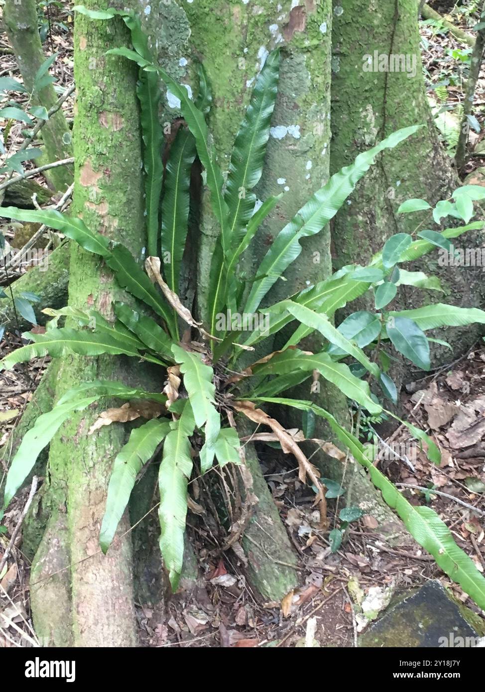 Long strapfern (Campyloneurum phyllitidis) Plantae Stock Photo - Alamy