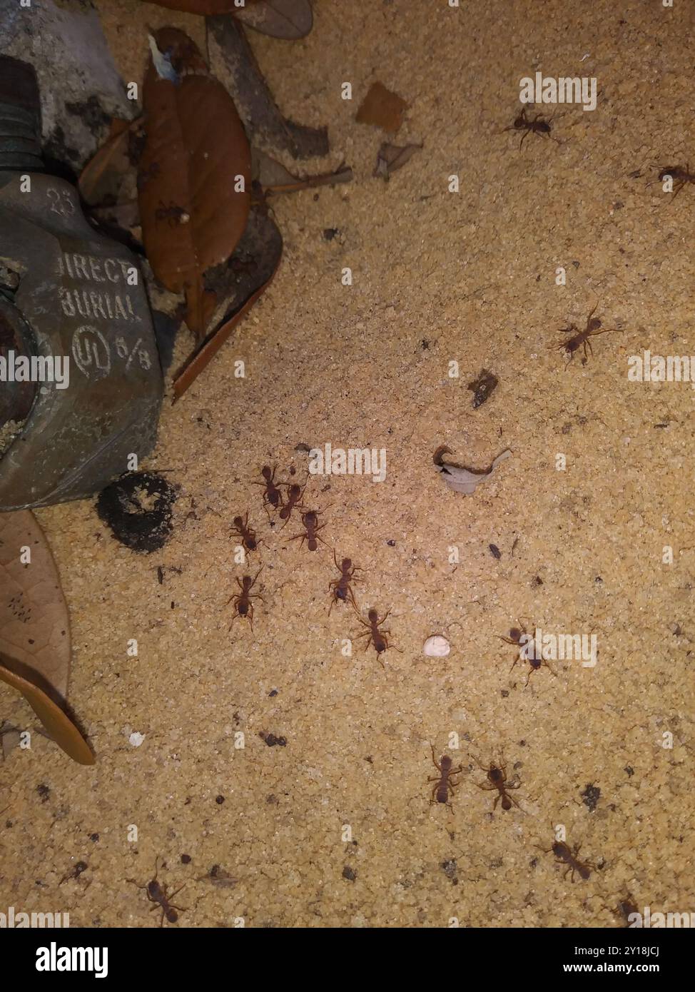Northern Fungus-farming Ant (Trachymyrmex septentrionalis) Insecta ...