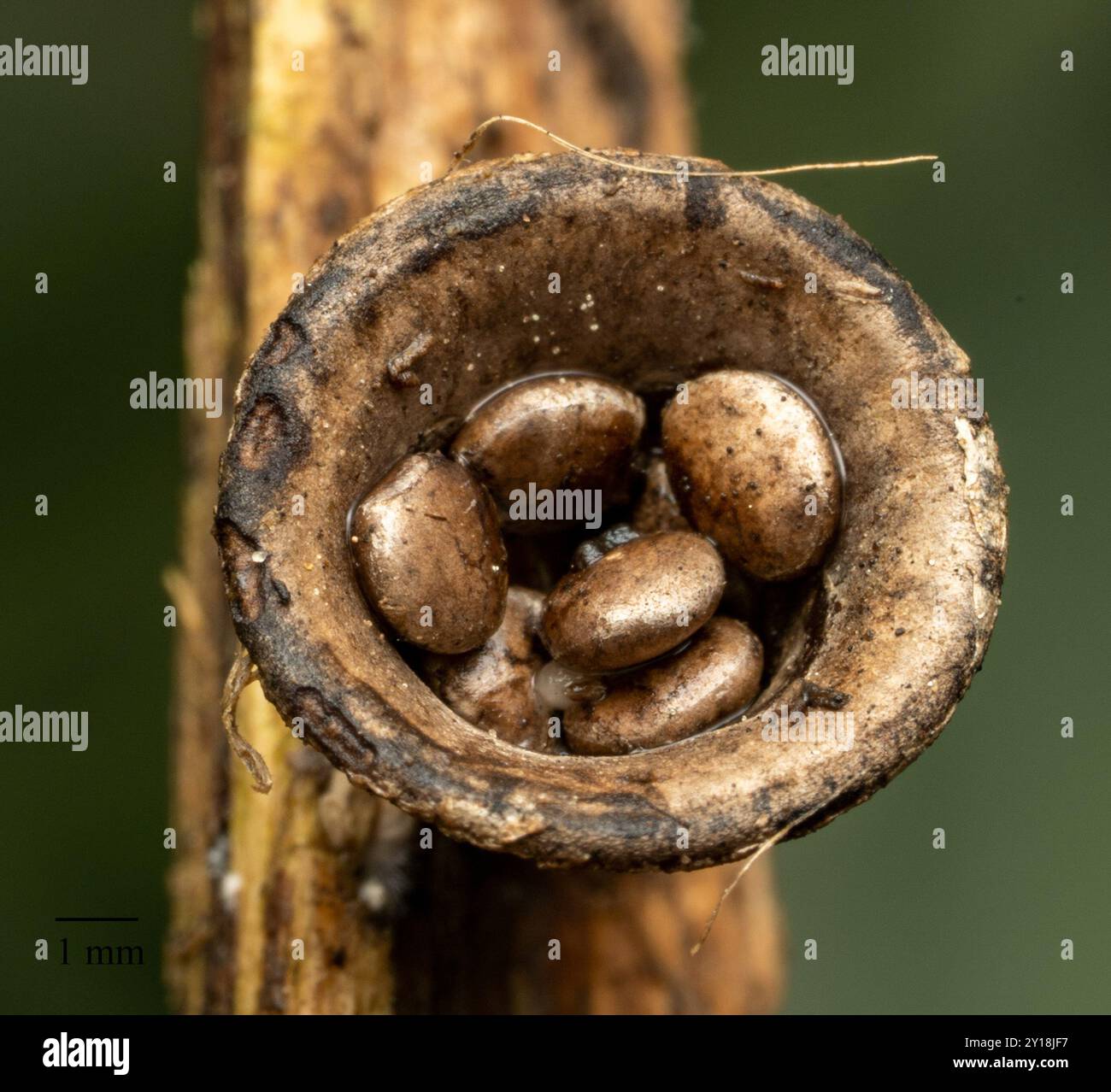 bird's nest fungi (Nidulariaceae) Fungi Stock Photo - Alamy