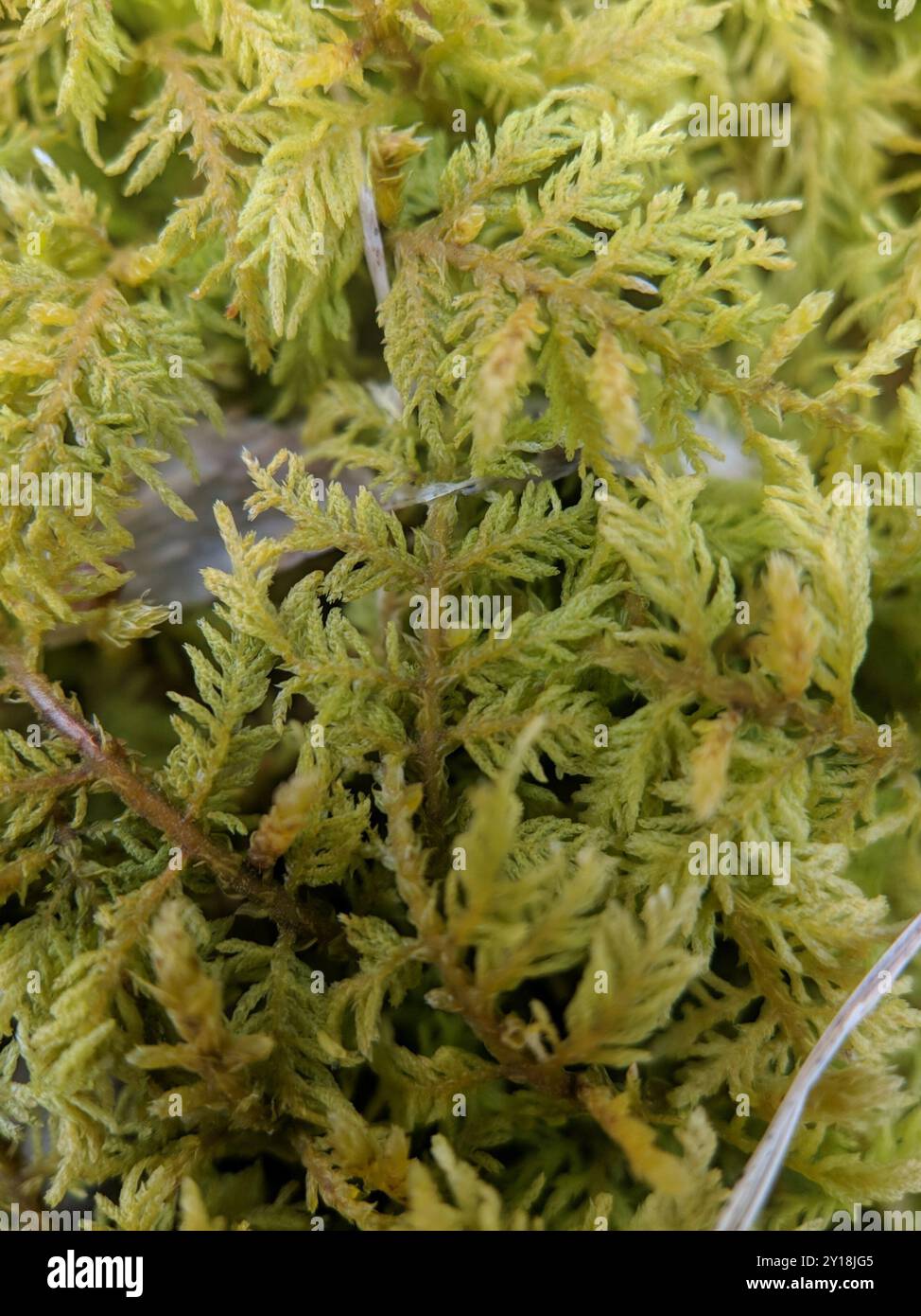 fern mosses (Thuidium) Plantae Stock Photo - Alamy