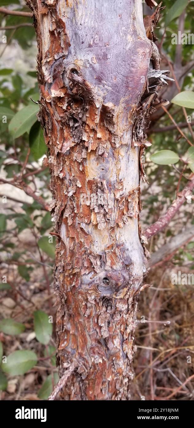 Texas madrone (Arbutus xalapensis) Plantae Stock Photo - Alamy