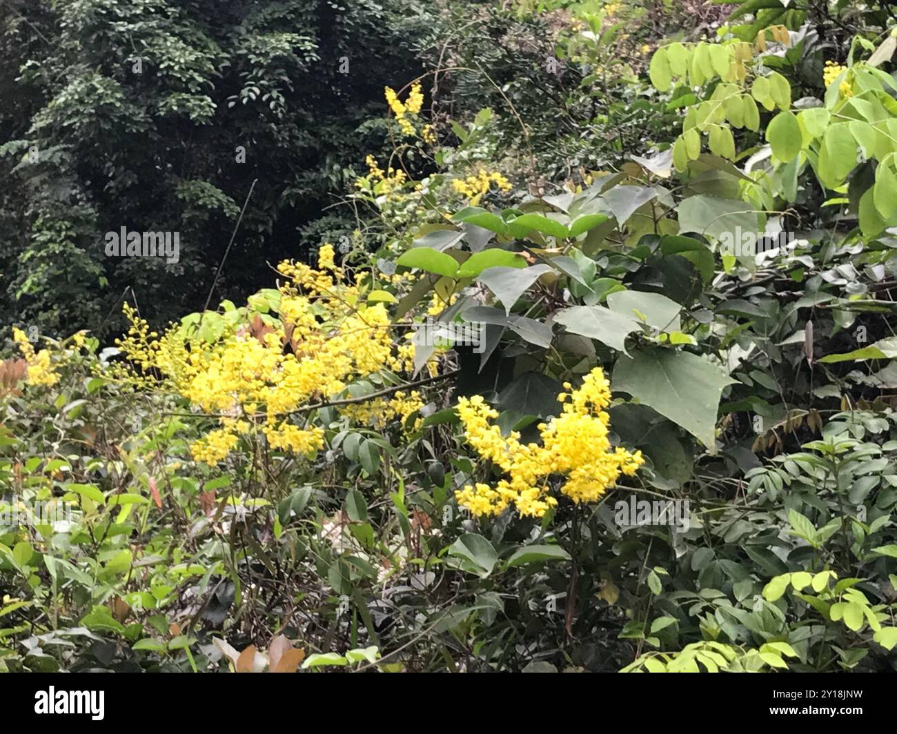 peacock flower subfamily (Caesalpinioideae) Plantae Stock Photo - Alamy