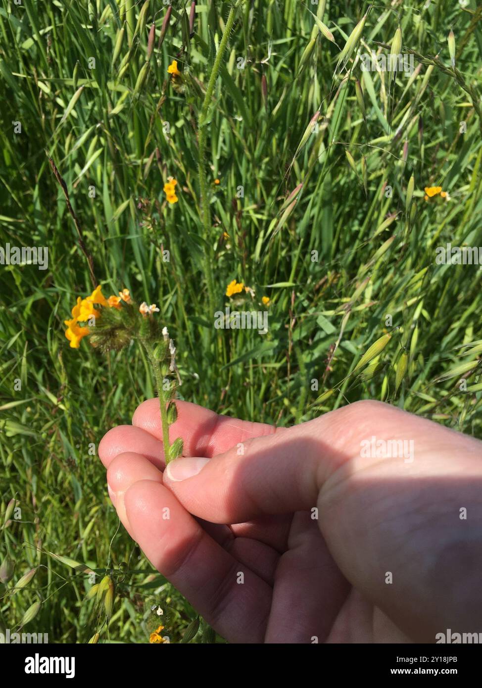 Common Fiddleneck (Amsinckia menziesii) Plantae Stock Photo - Alamy