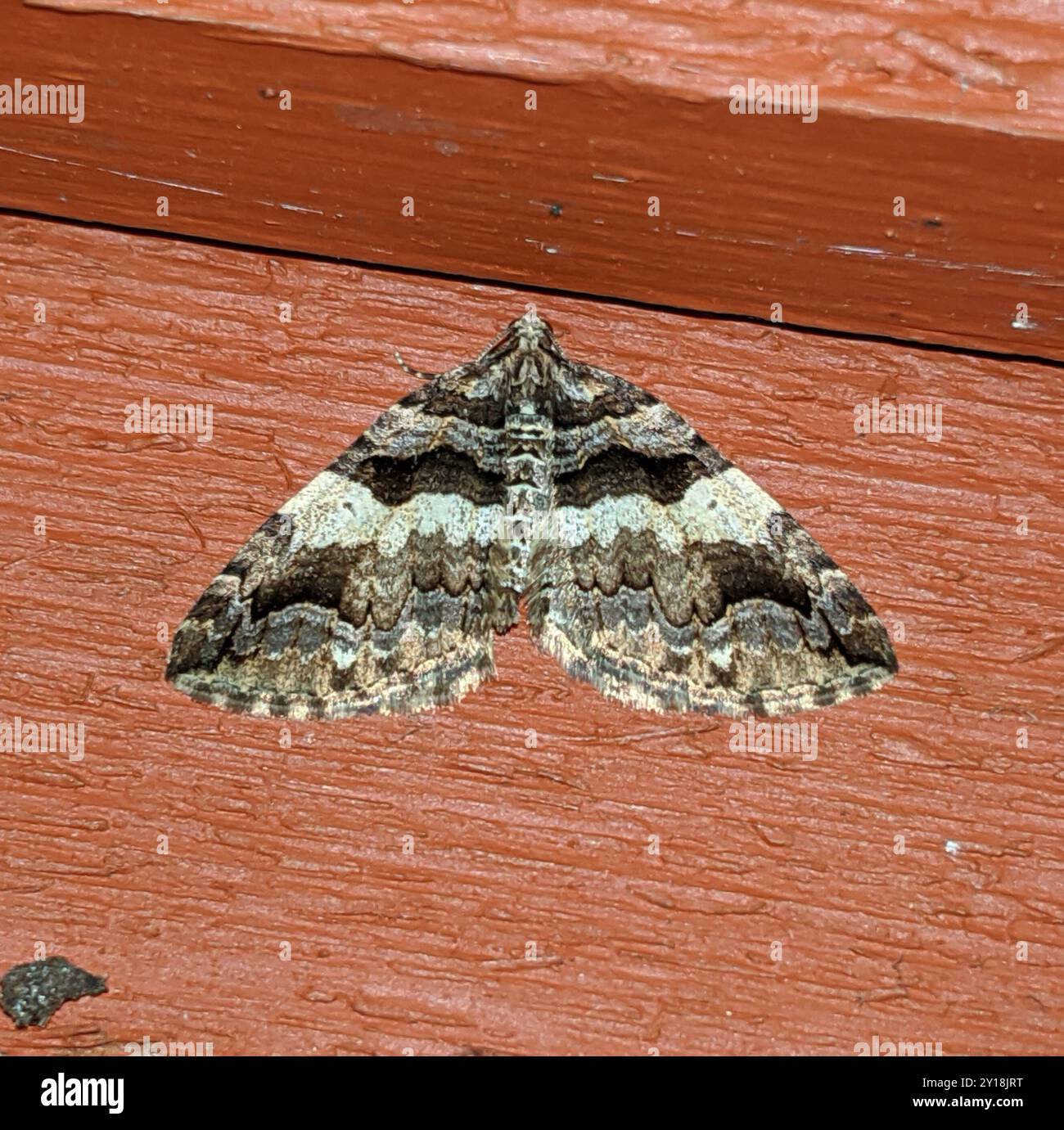 Variable Carpet Moth (Anticlea vasiliata) Insecta Stock Photo - Alamy