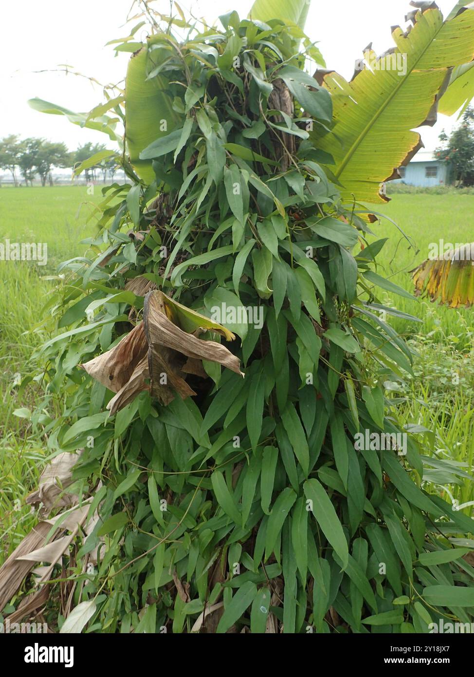 skunk vine (Paederia foetida) Plantae Stock Photo - Alamy