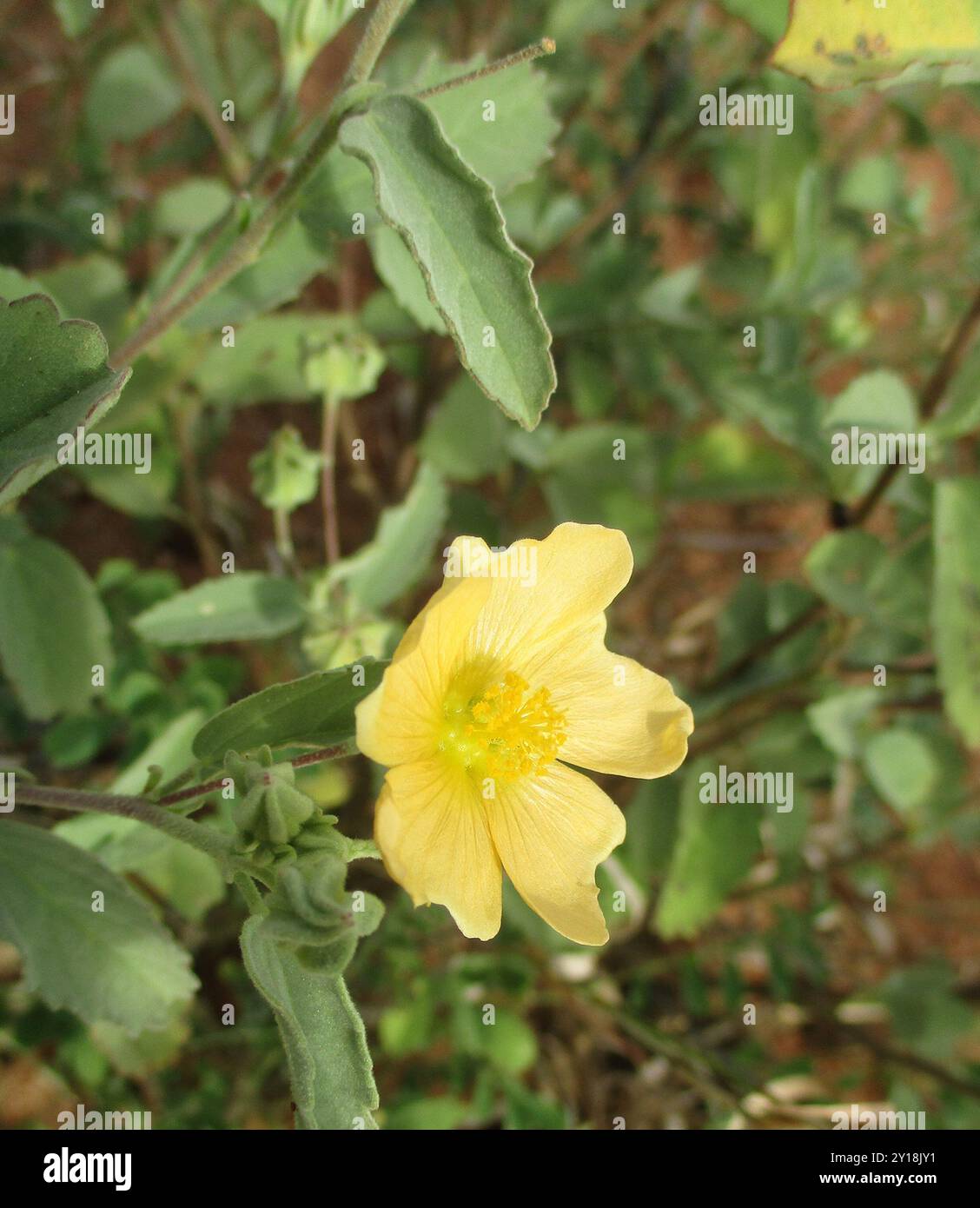 Mallow and Hibiscus Family (Malvaceae) Plantae Stock Photo - Alamy