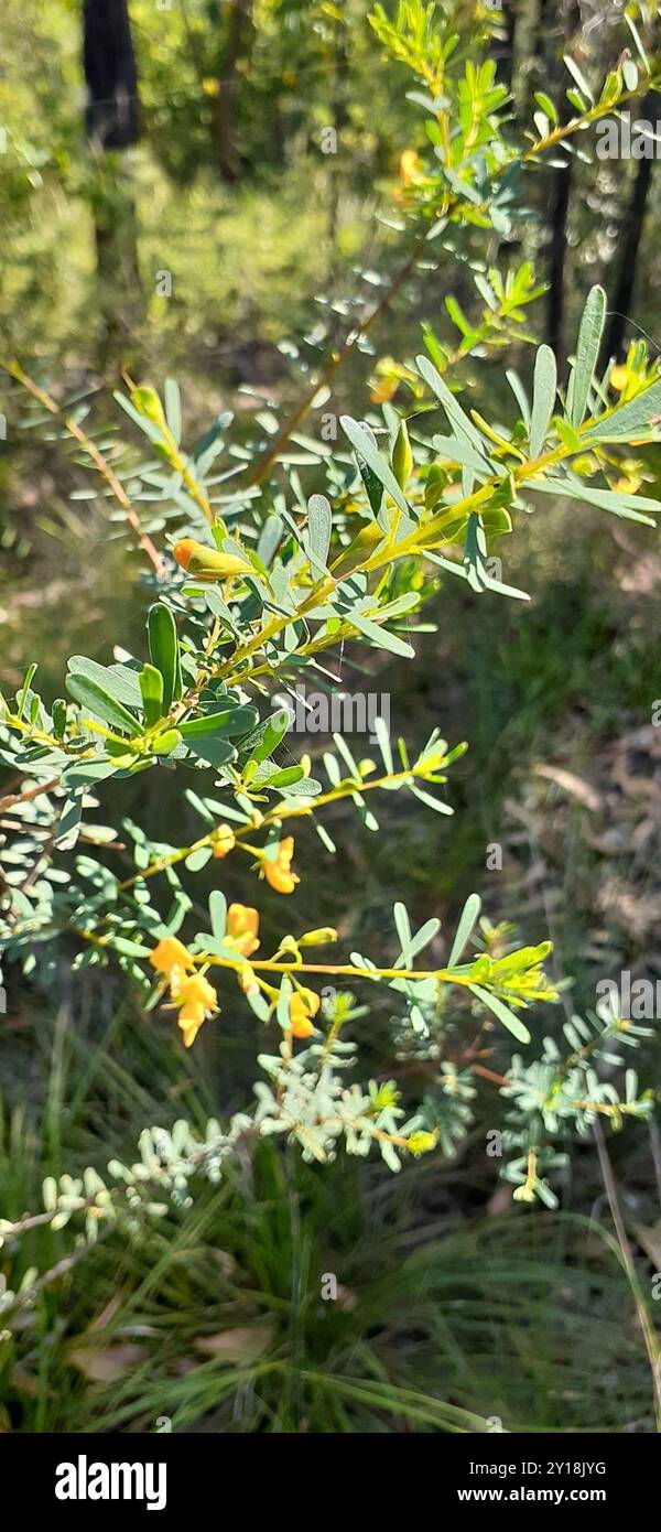 Bush-peas (Pultenaea) Plantae Stock Photo - Alamy