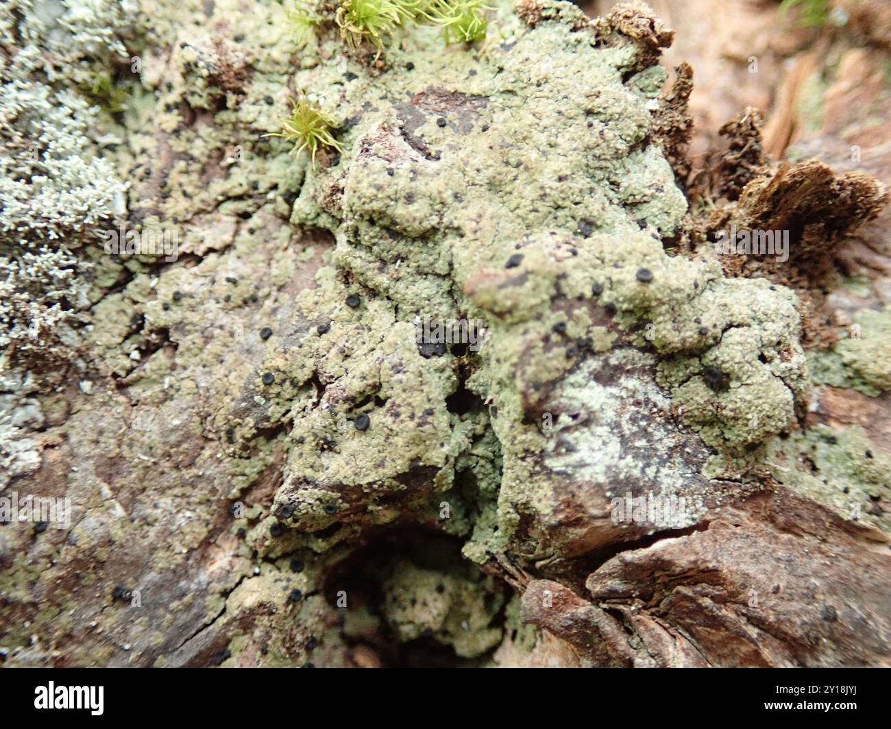(Lopadium disciforme) Fungi Stock Photo - Alamy