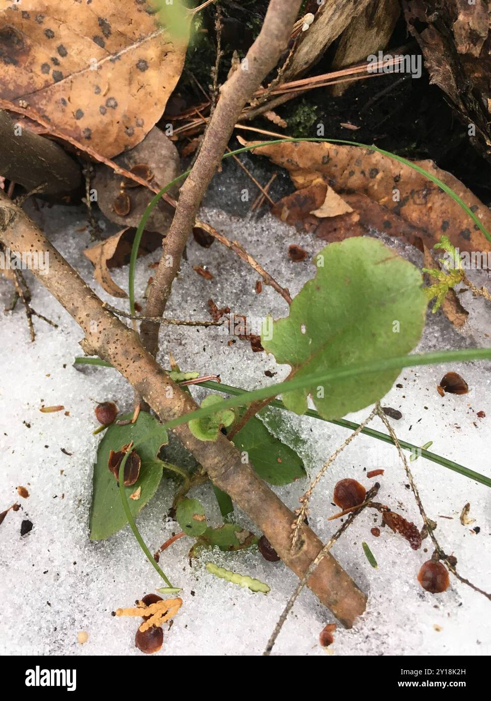 trailing arbutus (Epigaea repens) Plantae Stock Photo - Alamy