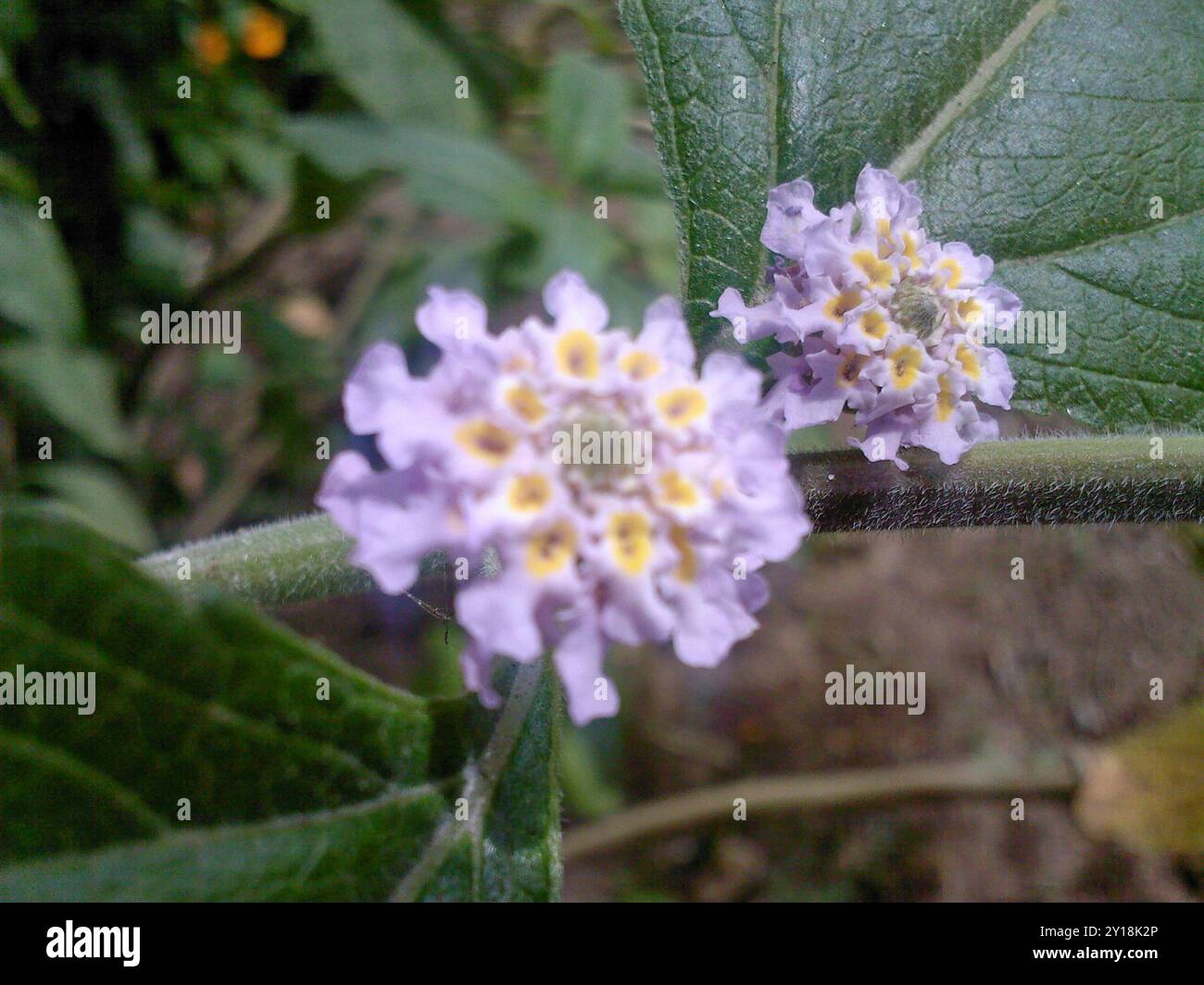 Bushy Lippia (Lippia alba) Plantae Stock Photo - Alamy