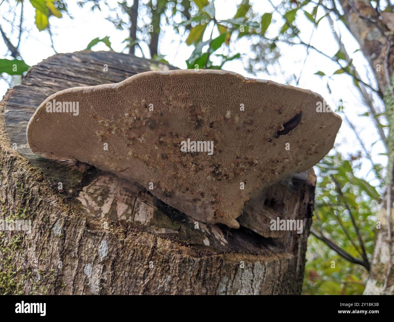 Lumpy Bracket (Trametes gibbosa) Fungi Stock Photo - Alamy