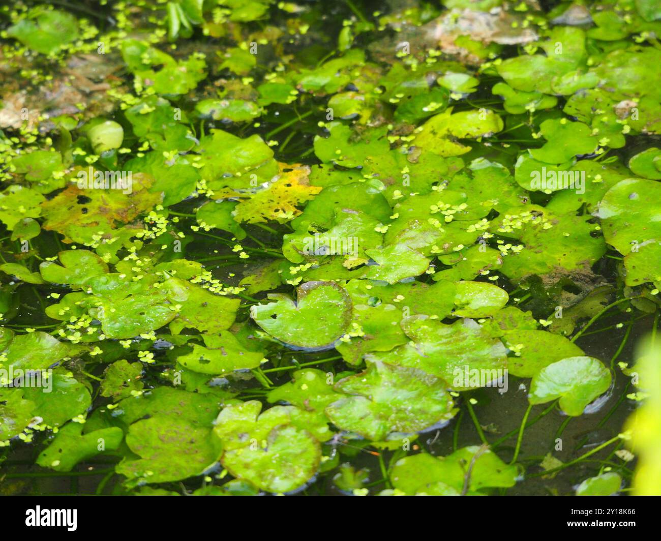 crested floating-heart (Nymphoides hydrophylla) Plantae Stock Photo - Alamy