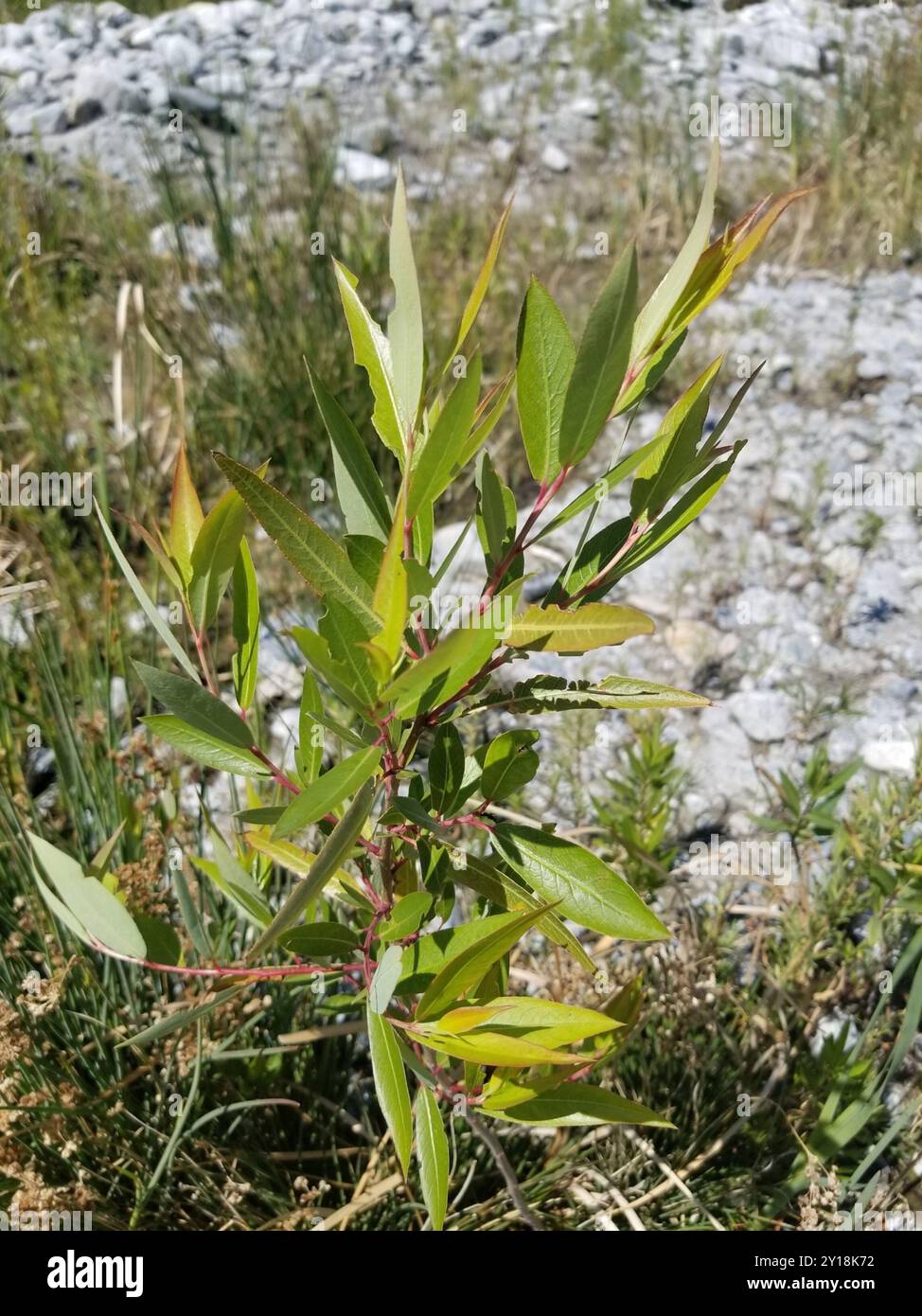 red willow (Salix laevigata) Plantae Stock Photo - Alamy