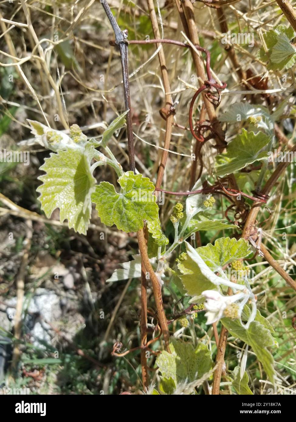 desert wild grape (Vitis girdiana) Plantae Stock Photo - Alamy