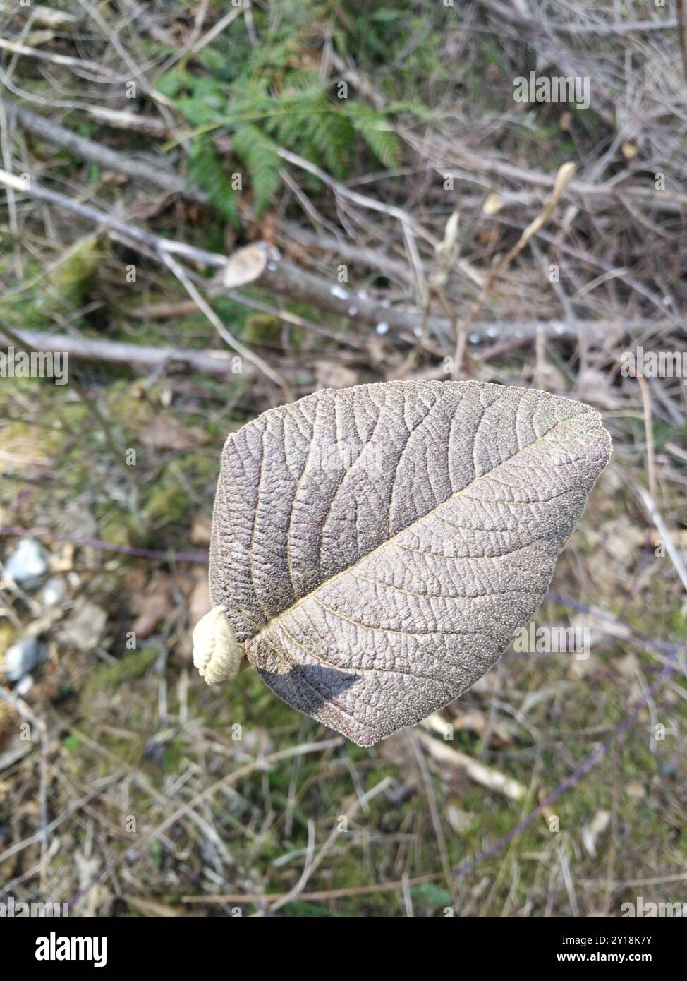 Wayfaring-tree (Viburnum lantana) Plantae Stock Photo - Alamy