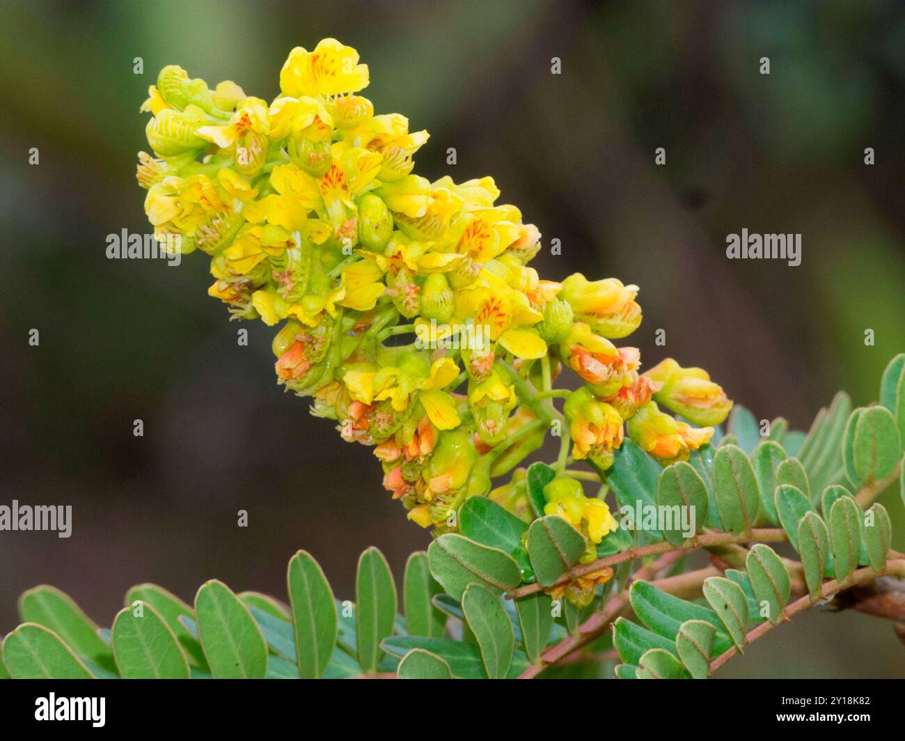 peacock flower subfamily (Caesalpinioideae) Plantae Stock Photo - Alamy