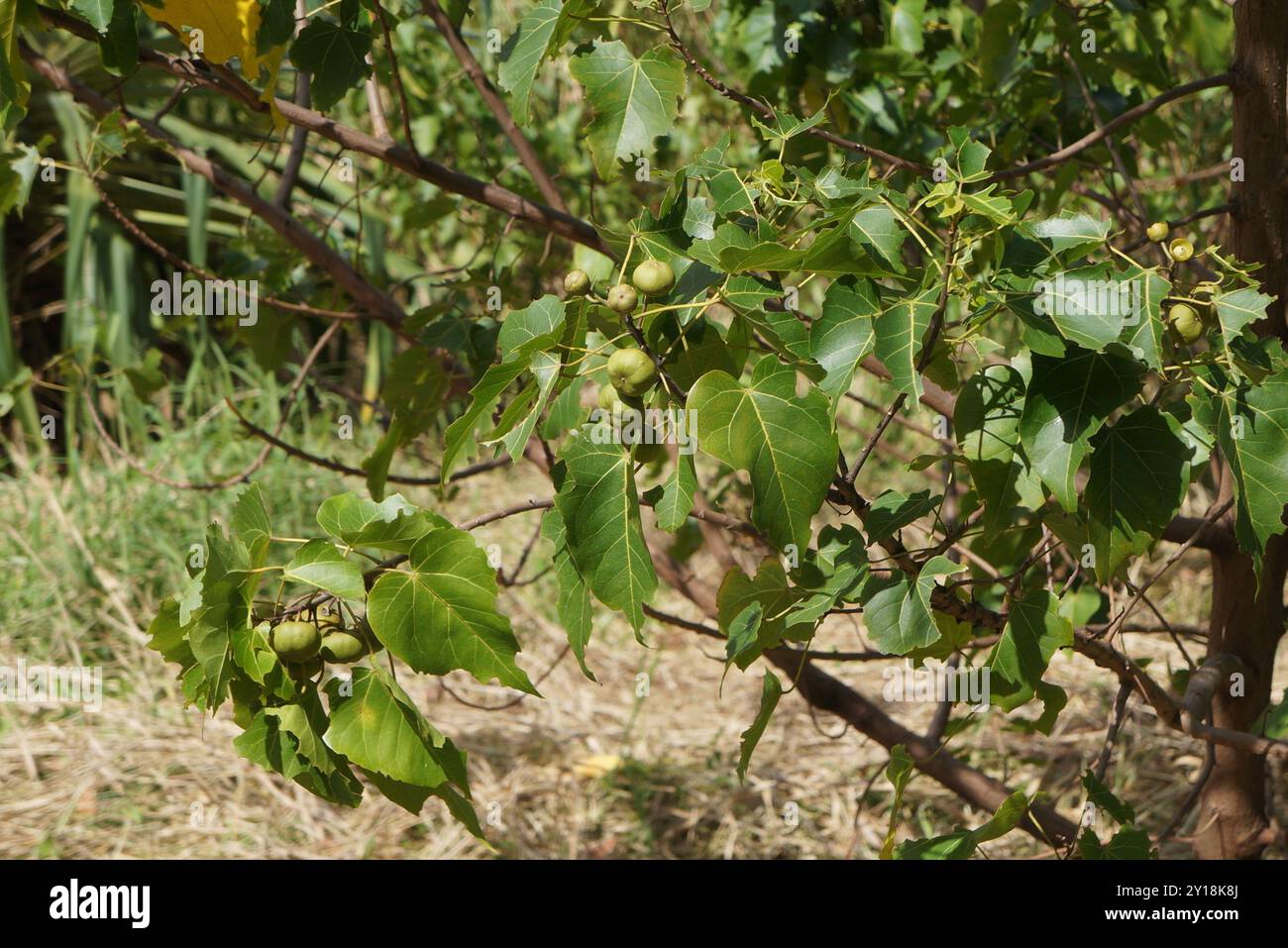Portia tree (Thespesia populnea) Plantae Stock Photo - Alamy