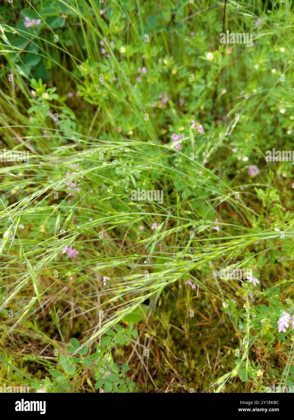 rattail sixweeks grass (Festuca myuros) Plantae Stock Photo - Alamy