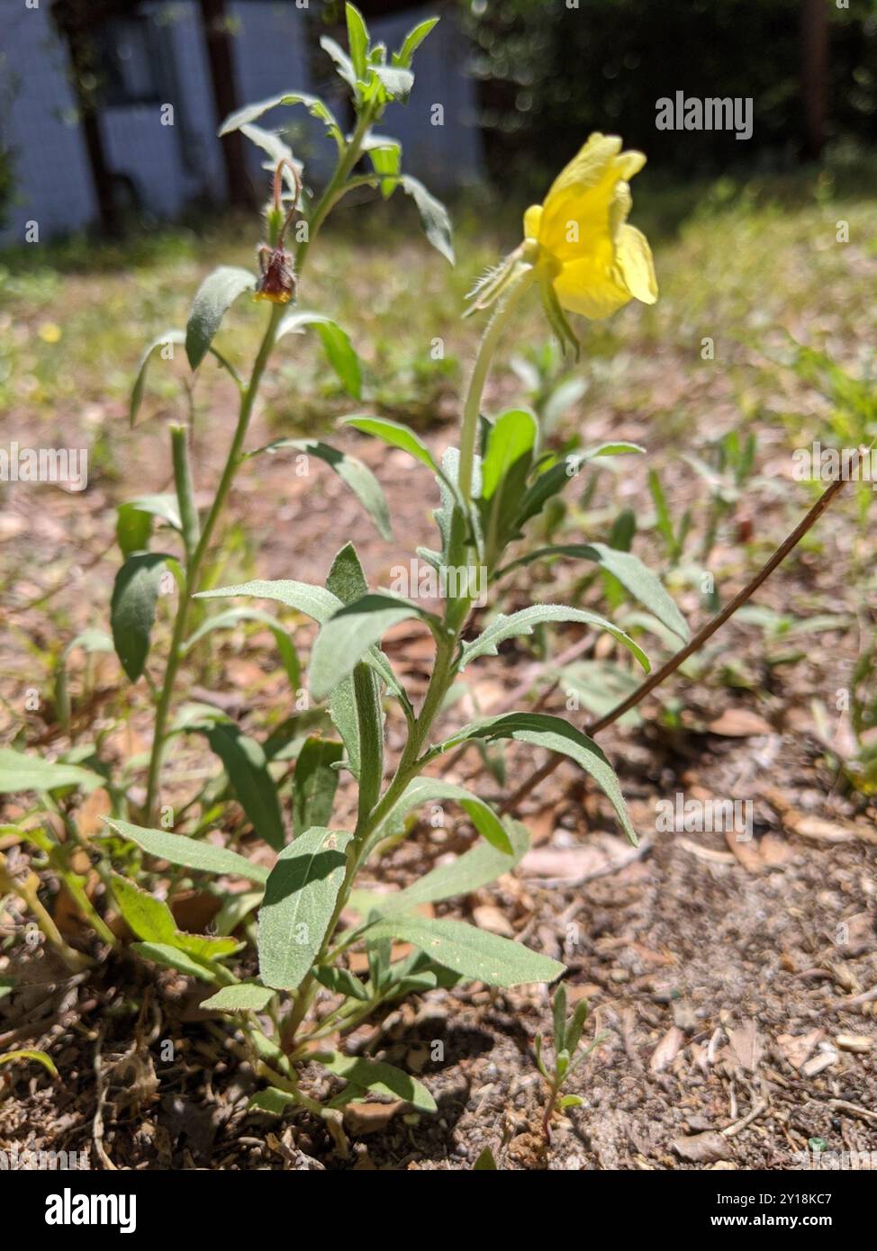 cutleaf evening primrose (Oenothera laciniata) Plantae Stock Photo - Alamy