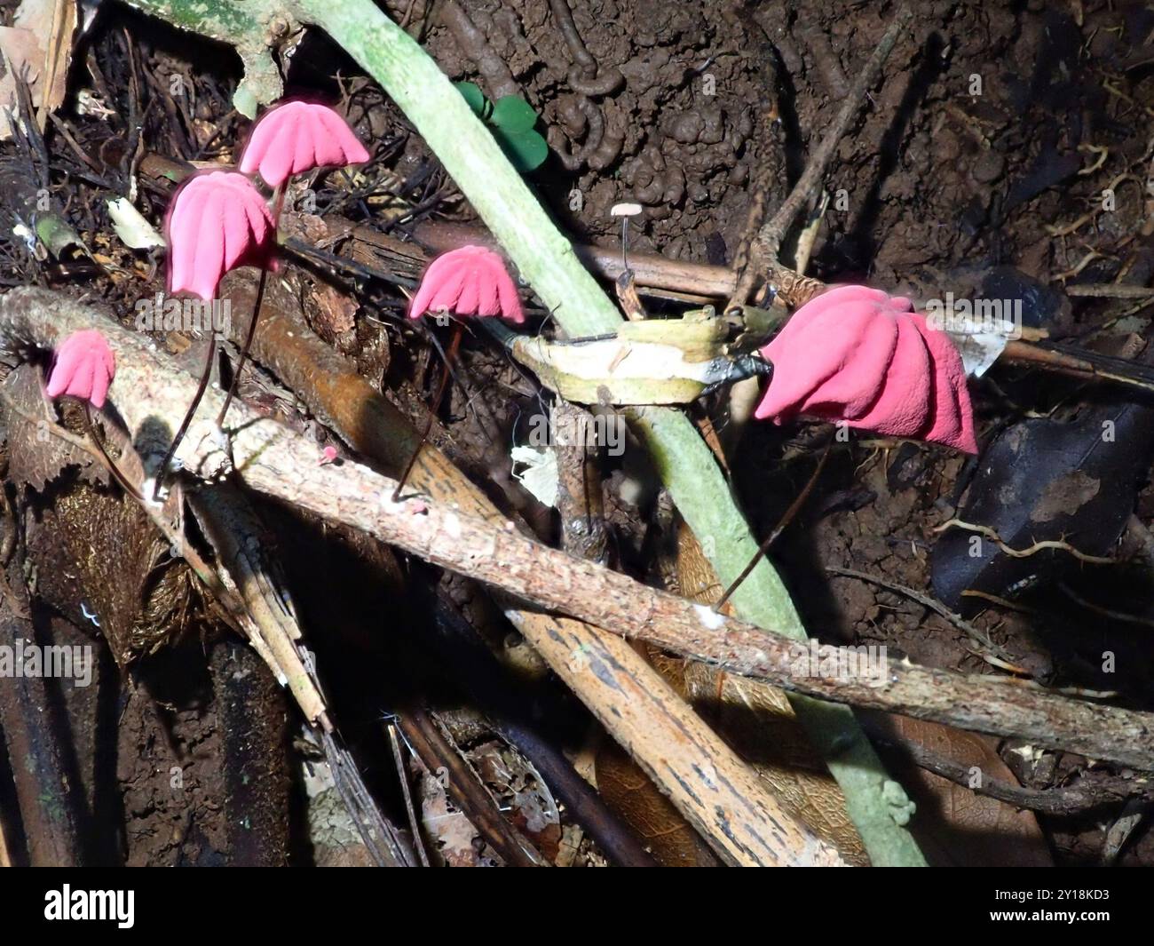 purple pinwheel (Marasmius haematocephalus) Fungi Stock Photo - Alamy