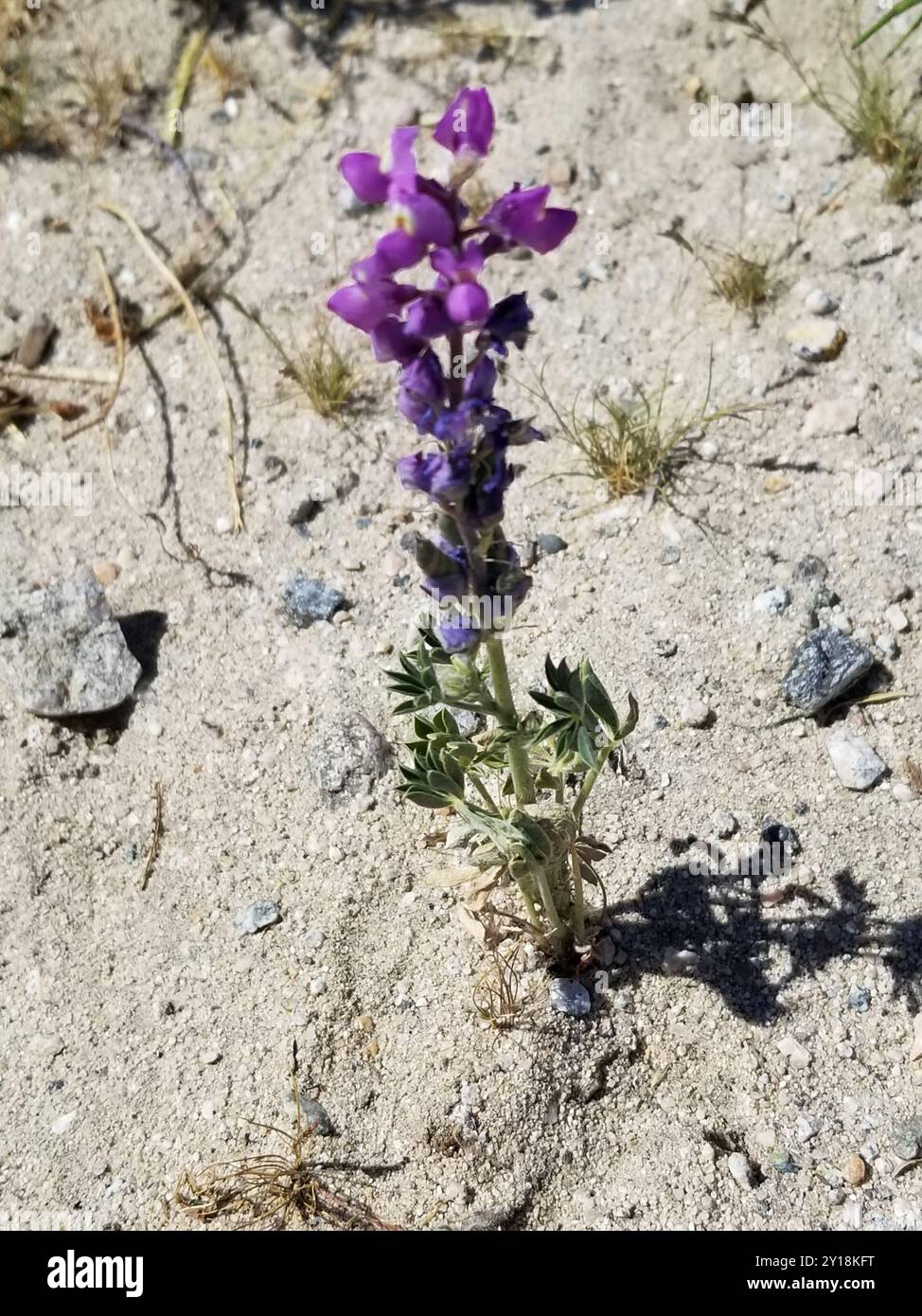 Arizona lupine (Lupinus arizonicus) Plantae Stock Photo - Alamy
