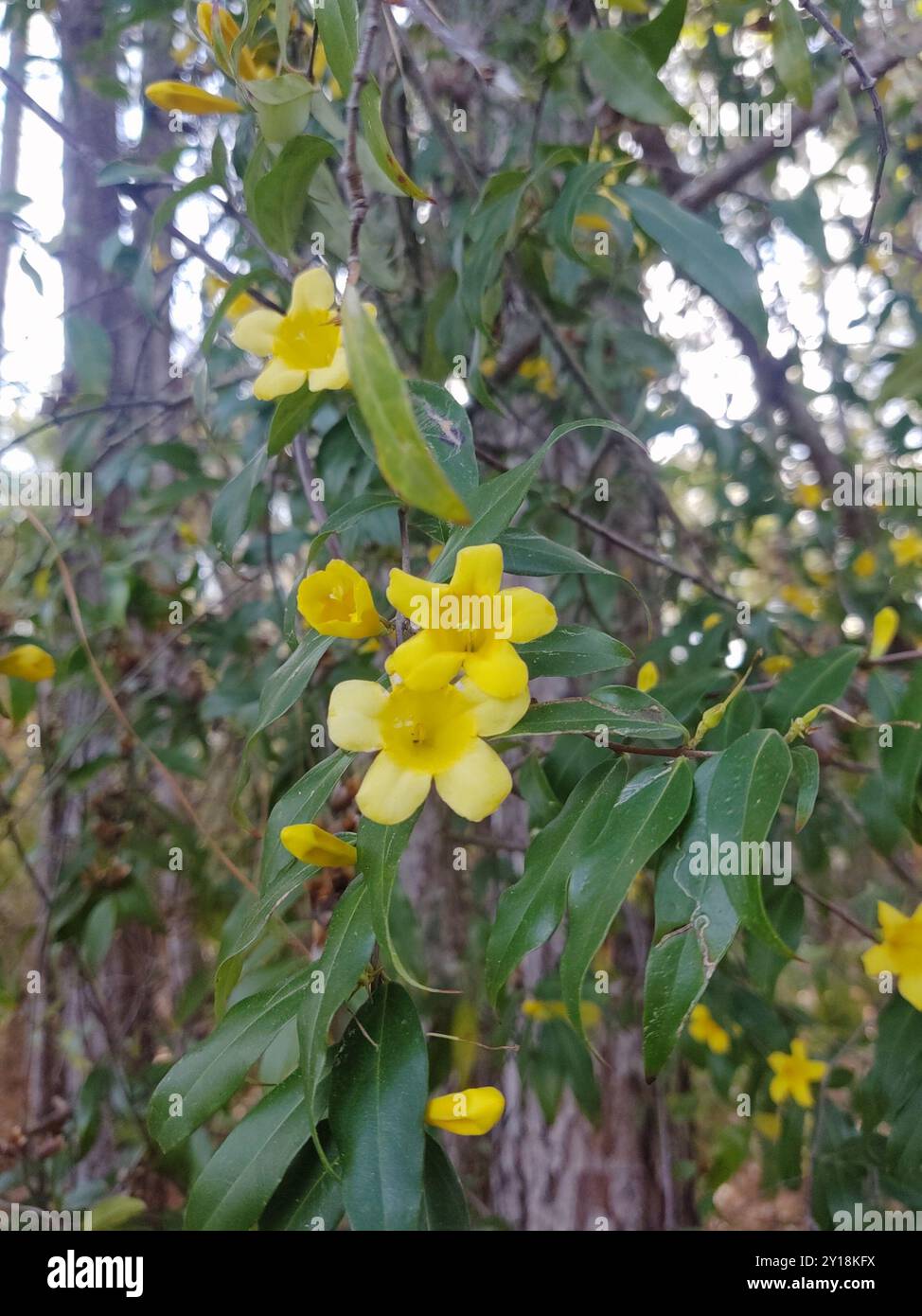 yellow jessamine (Gelsemium sempervirens) Plantae Stock Photo - Alamy