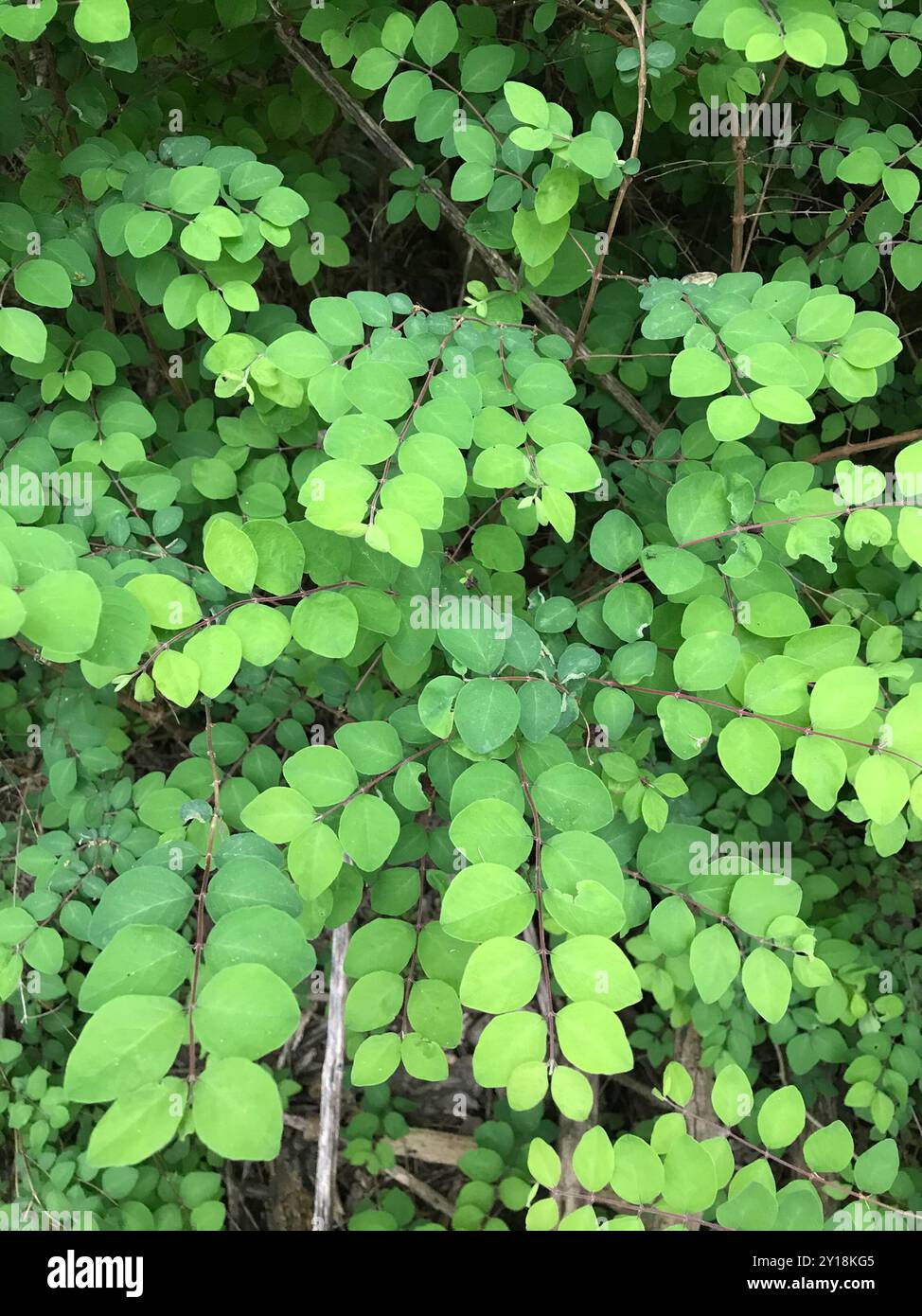 coralberry (Symphoricarpos orbiculatus) Plantae Stock Photo - Alamy